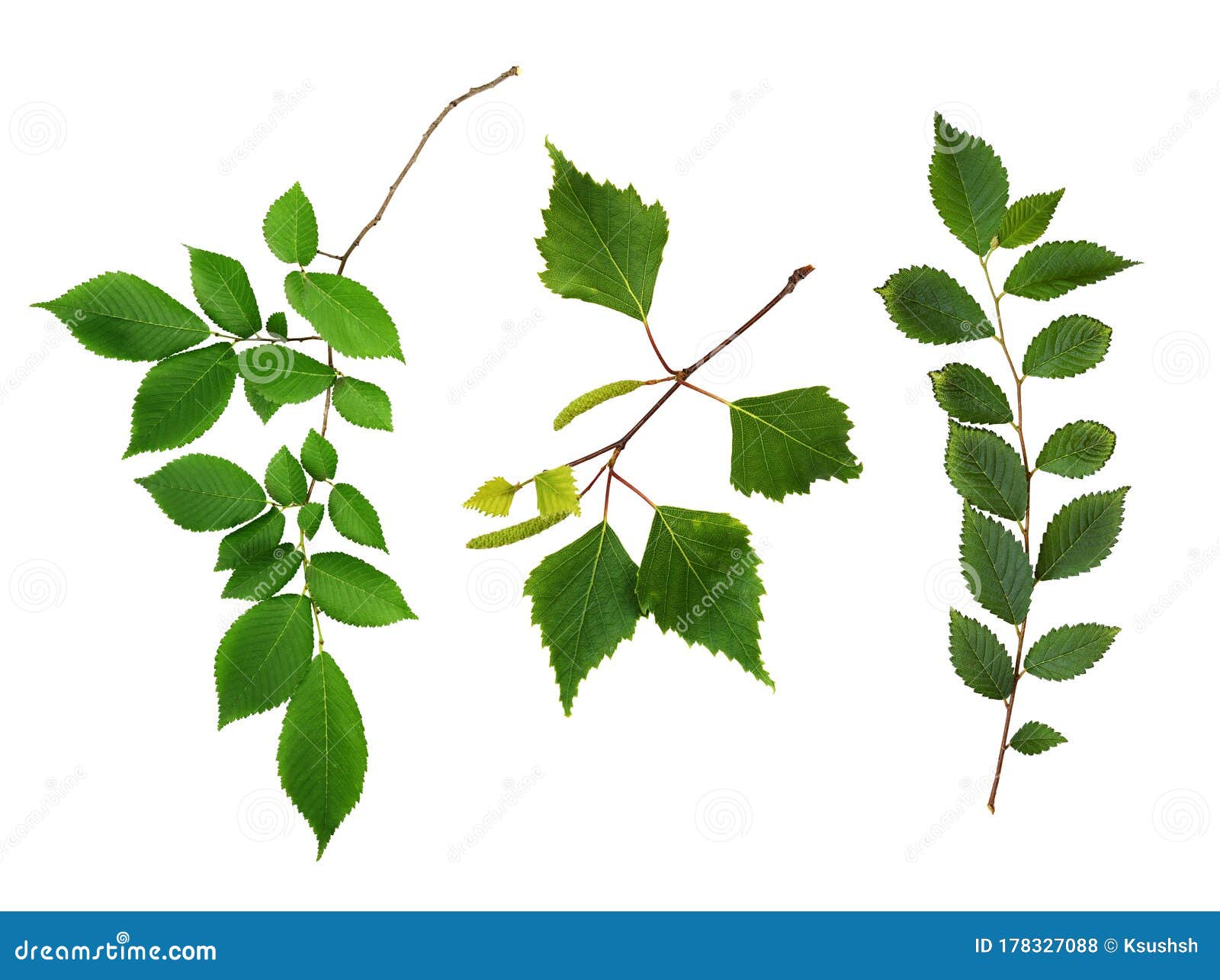 Set of Fresh Branches with Green Leaves Stock Photo - Image of leaves ...