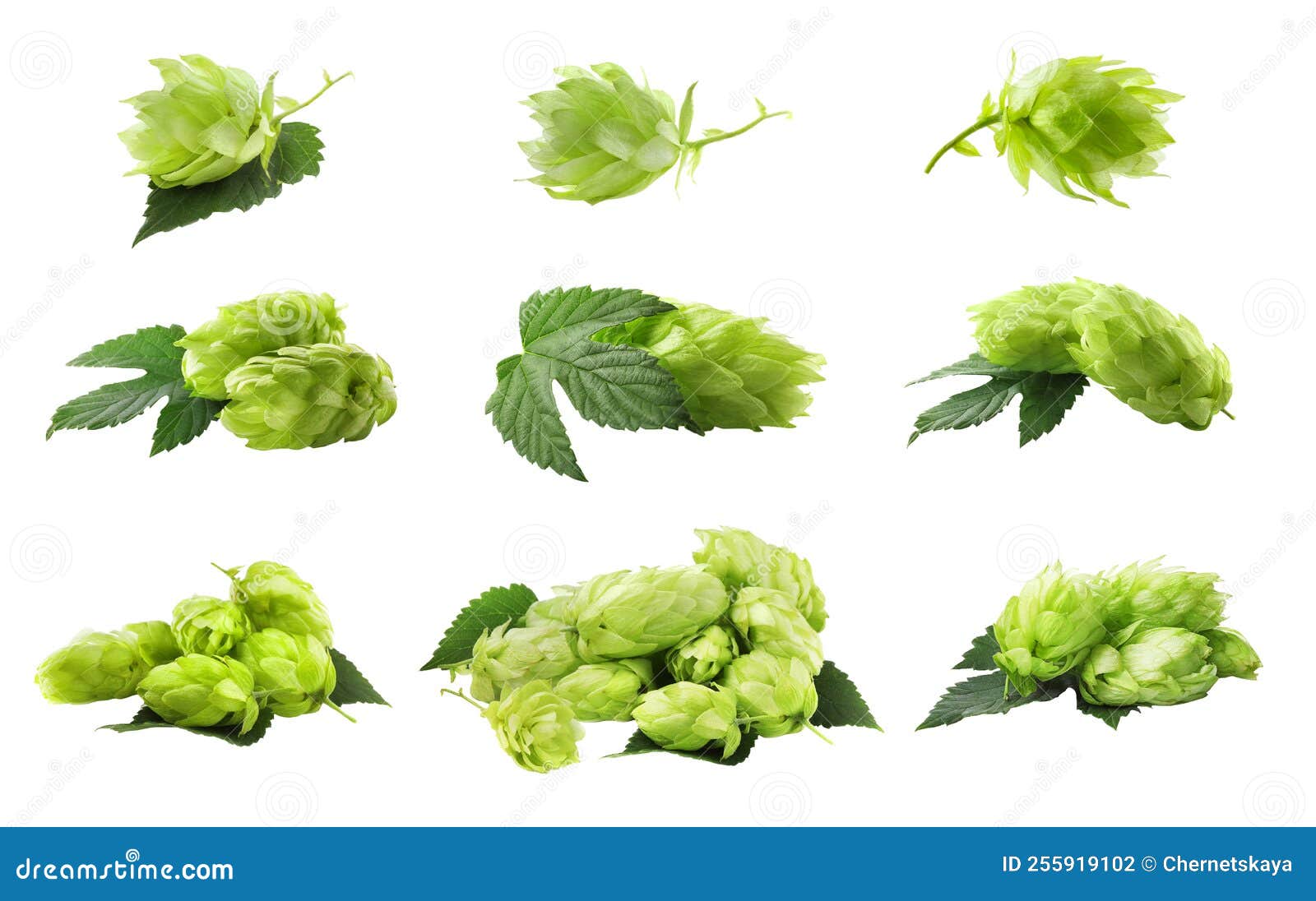 Set with Fresh Green Hops on White Background Stock Photo - Image of ...