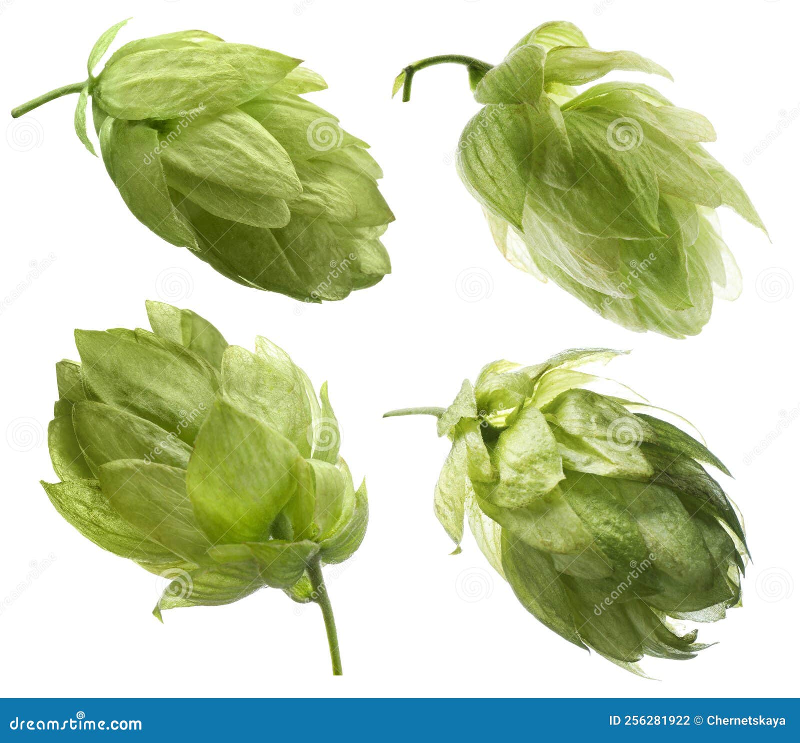 Set with Fresh Green Hops on White Background Stock Photo - Image of ...