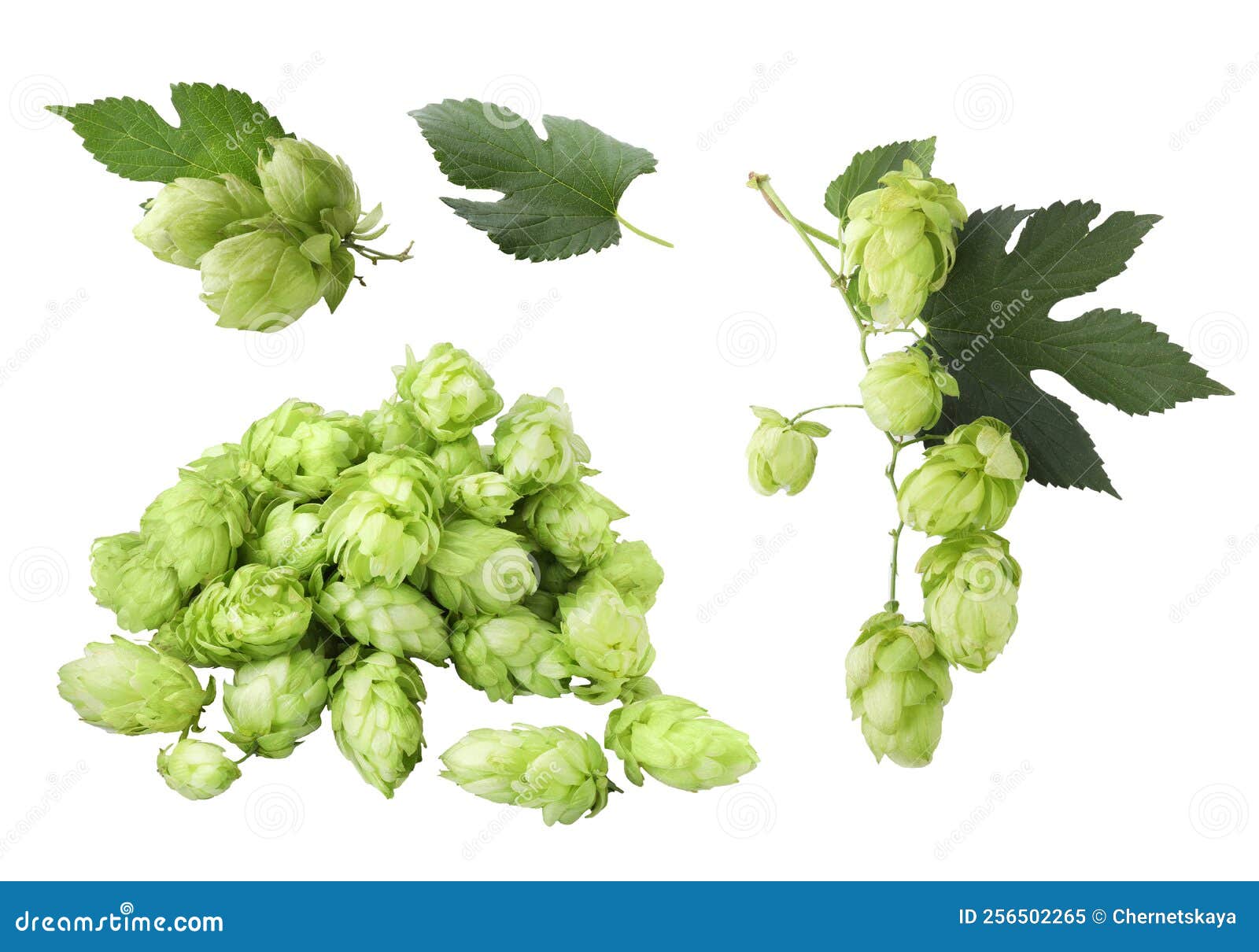 Set with Fresh Green Hops on White Background Stock Image - Image of ...