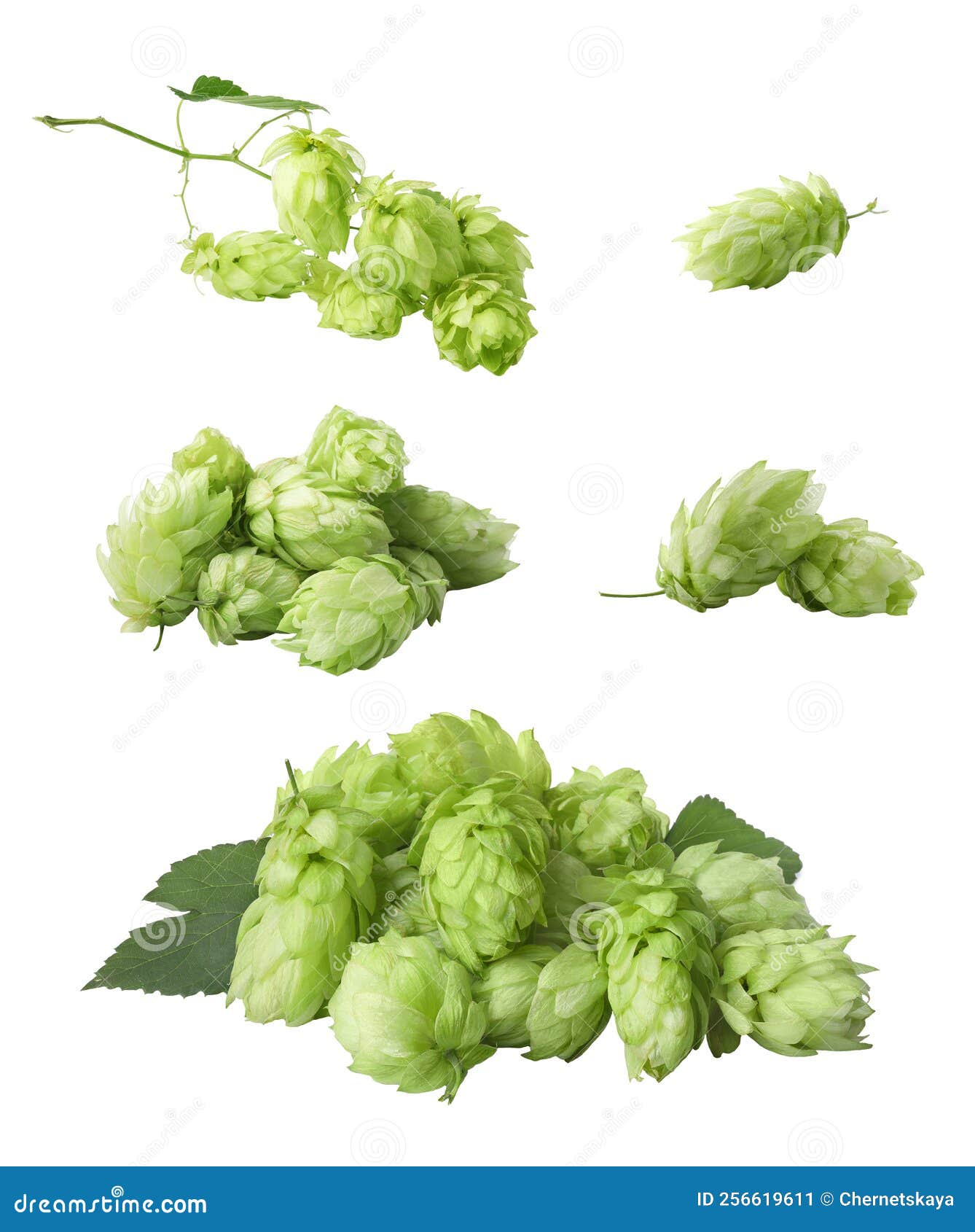 Set with Fresh Green Hops on White Background Stock Image - Image of ...