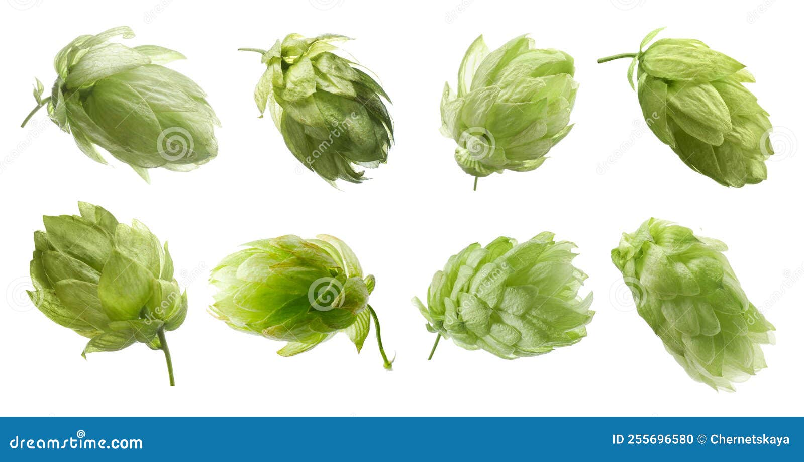 Set with Fresh Green Hops on White Background. Banner Design Stock ...