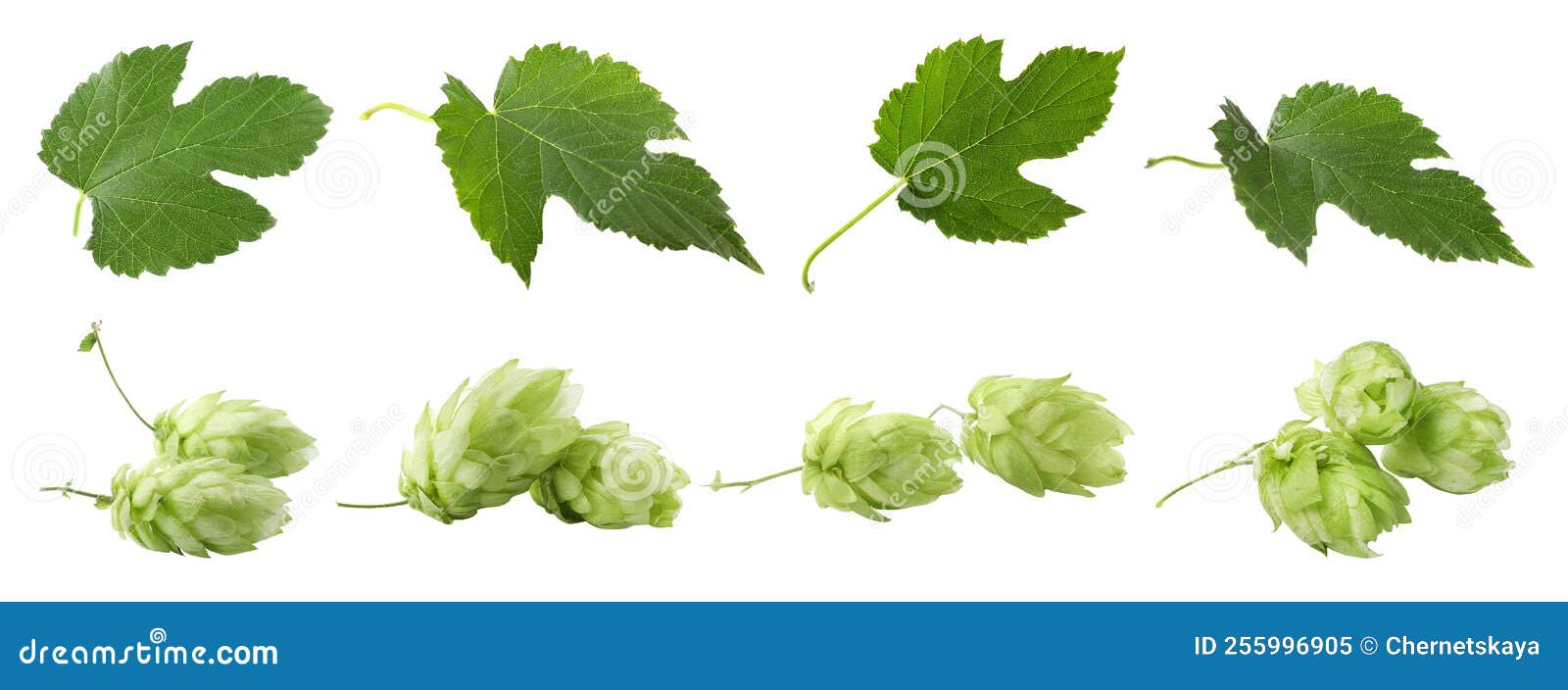Set with Fresh Green Hops on White Background. Banner Design Stock ...