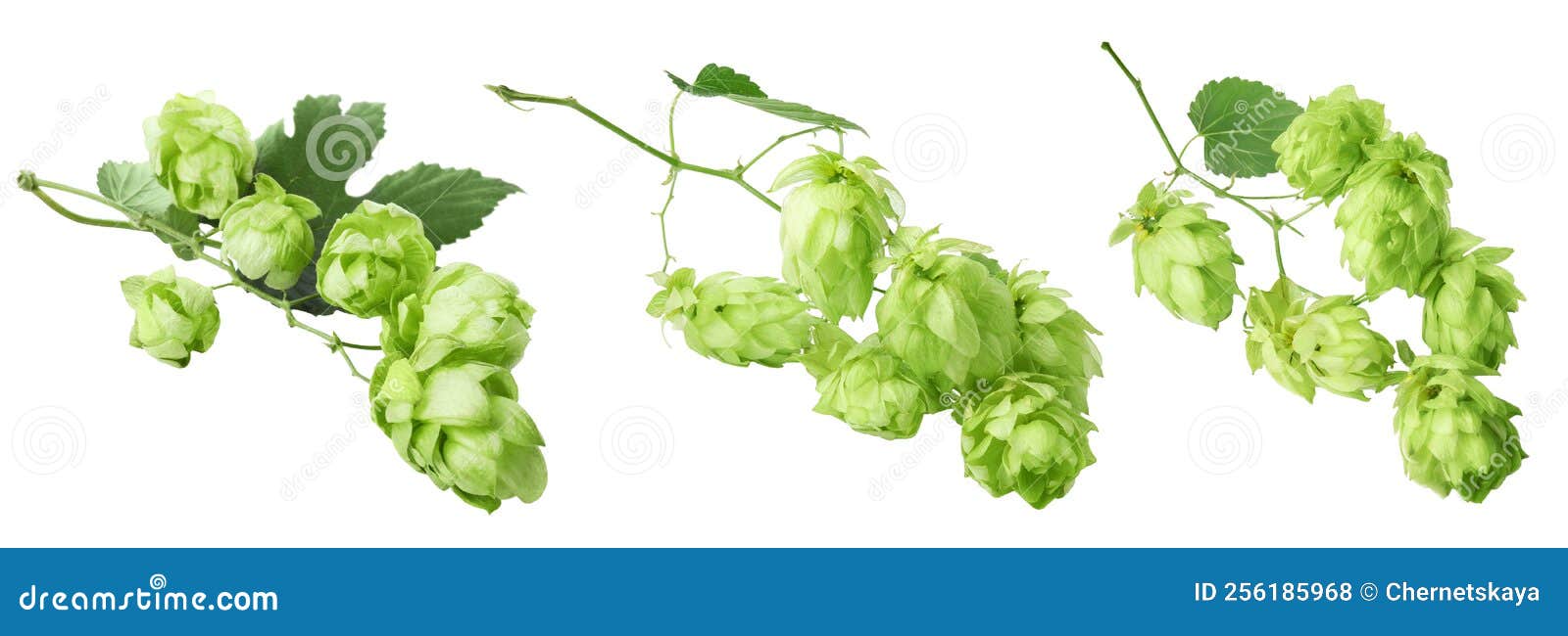 Set with Fresh Green Hops on White Background. Banner Design Stock ...