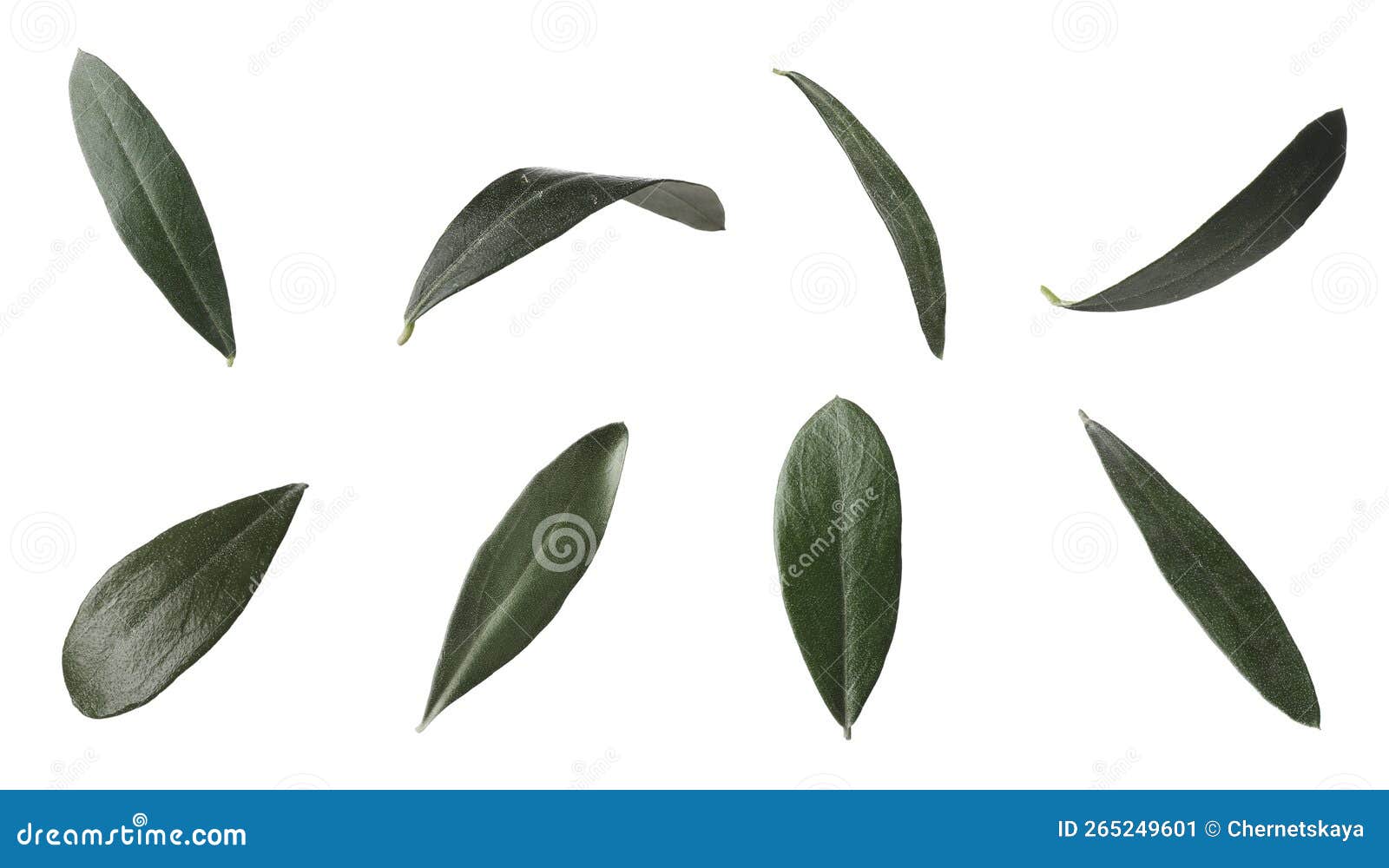 Set with Fresh Green Olive Leaves on White Background Stock Image ...