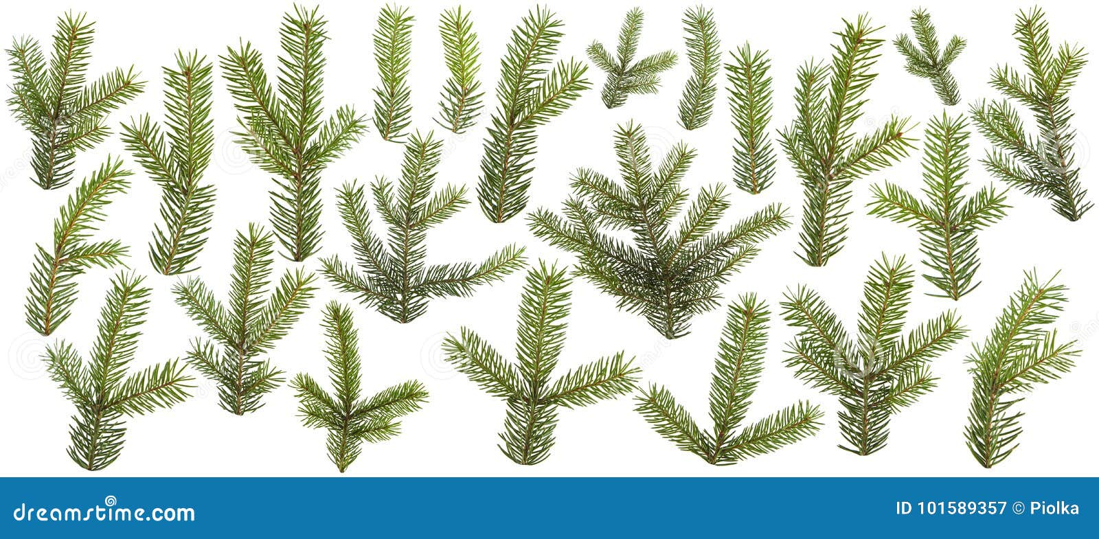 Set of Fresh Green Pine Branches Isolated Stock Image - Image of ...