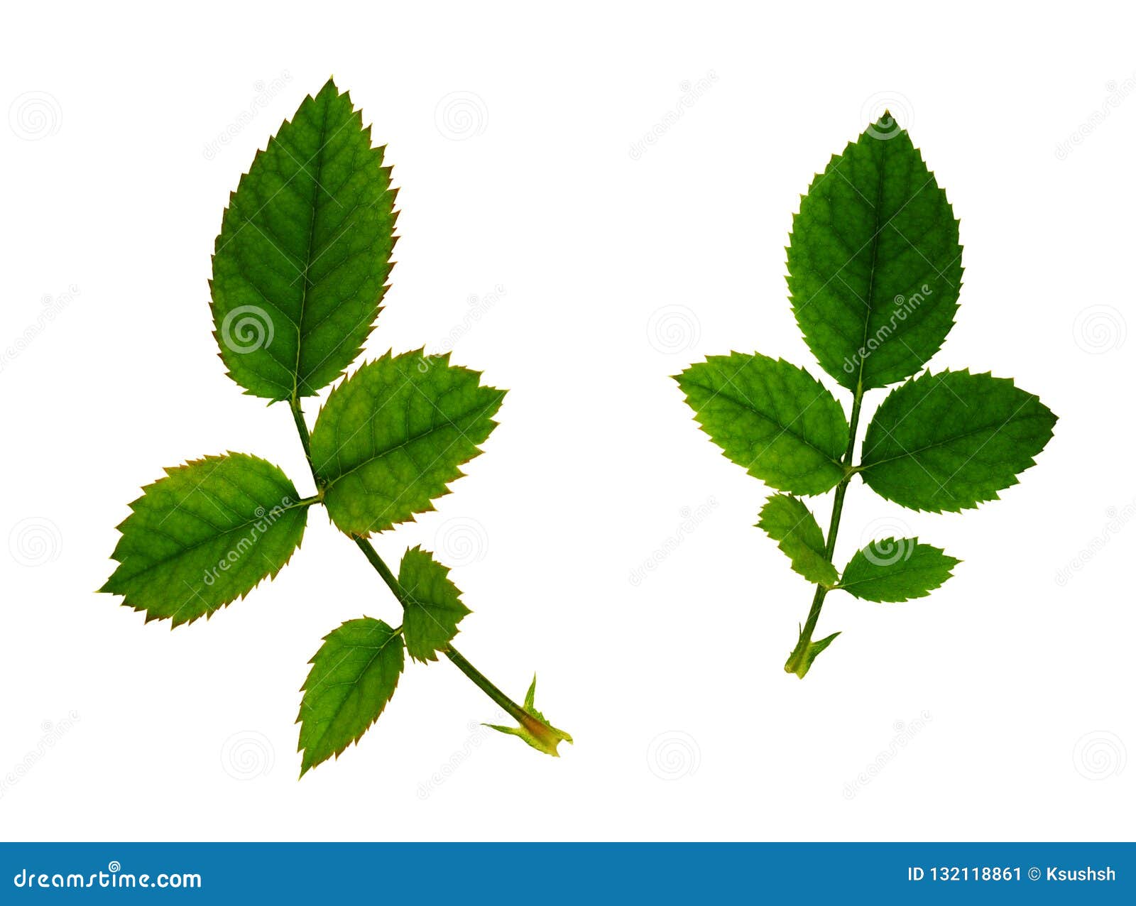 Set of Fresh Green Rose Leaves Stock Image - Image of leaf, collection ...