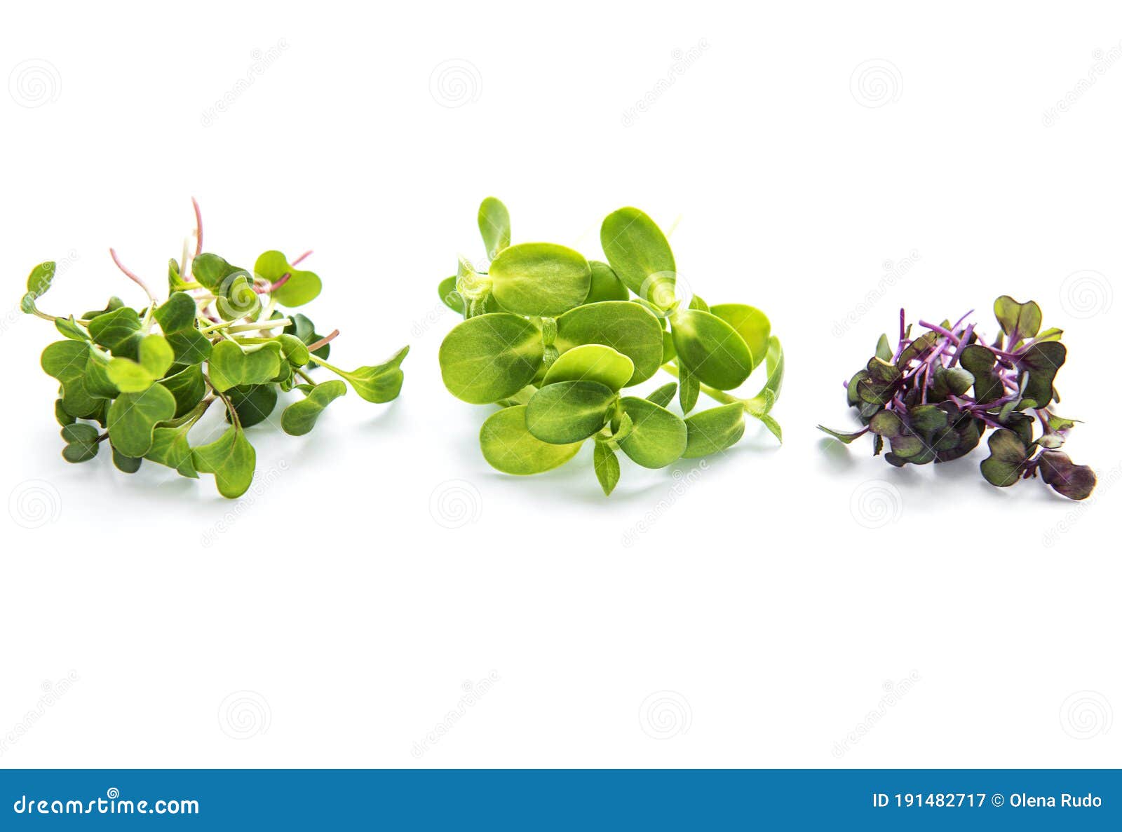 Set of fresh microgreens stock image. Image of closeup - 191482717