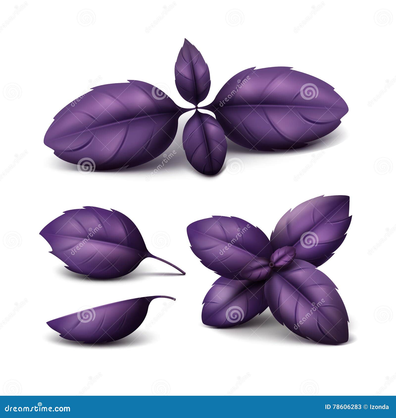 Set of Fresh Red Purple Basil Leaves Stock Vector - Illustration of ...