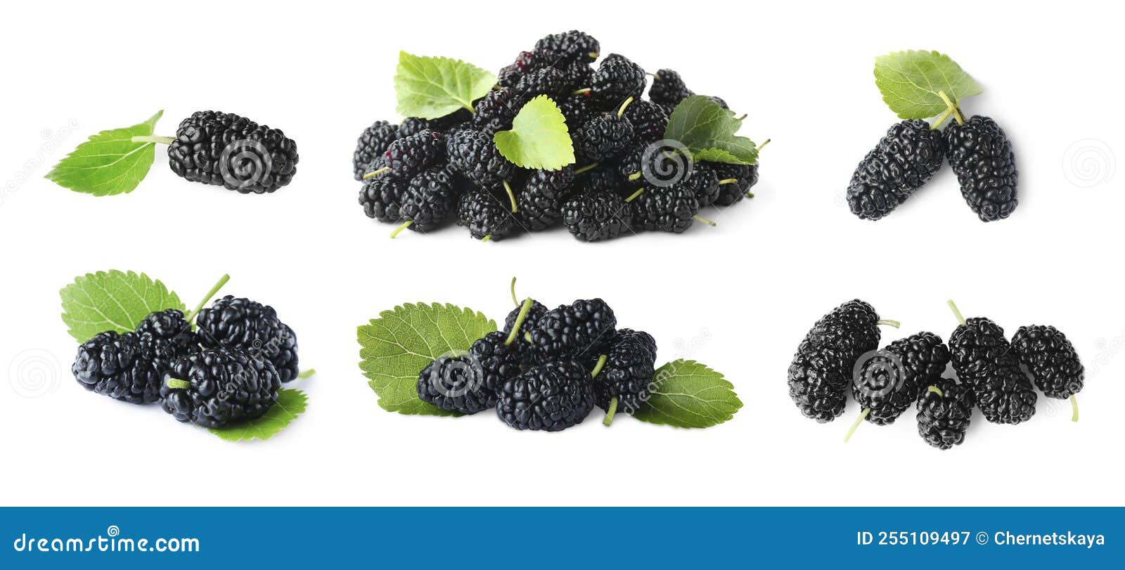 Set with Fresh Ripe Black Mulberries on White Background. Banner Design ...