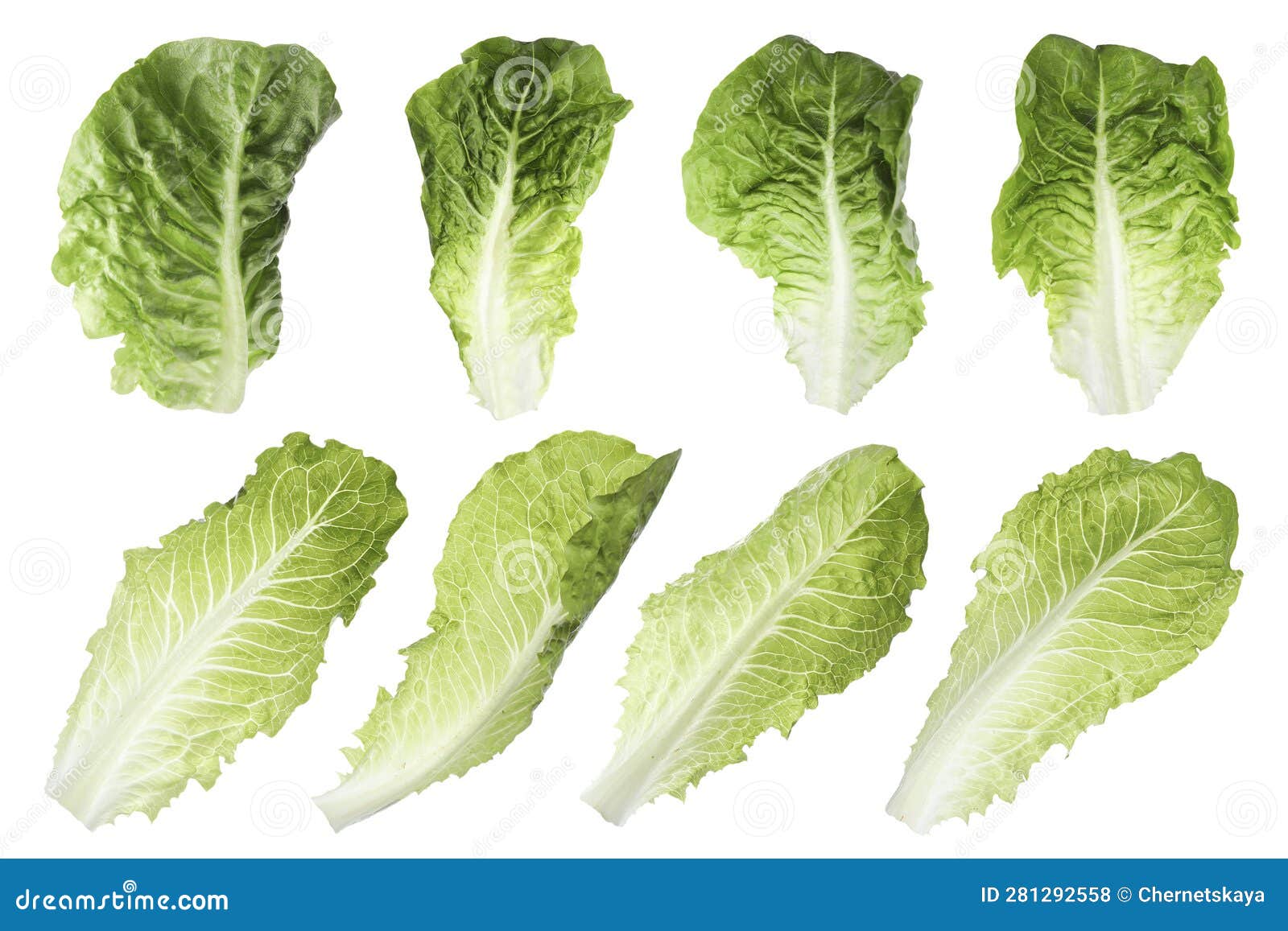 Set of Fresh Romaine Lettuce Leaves on White Background, Different ...