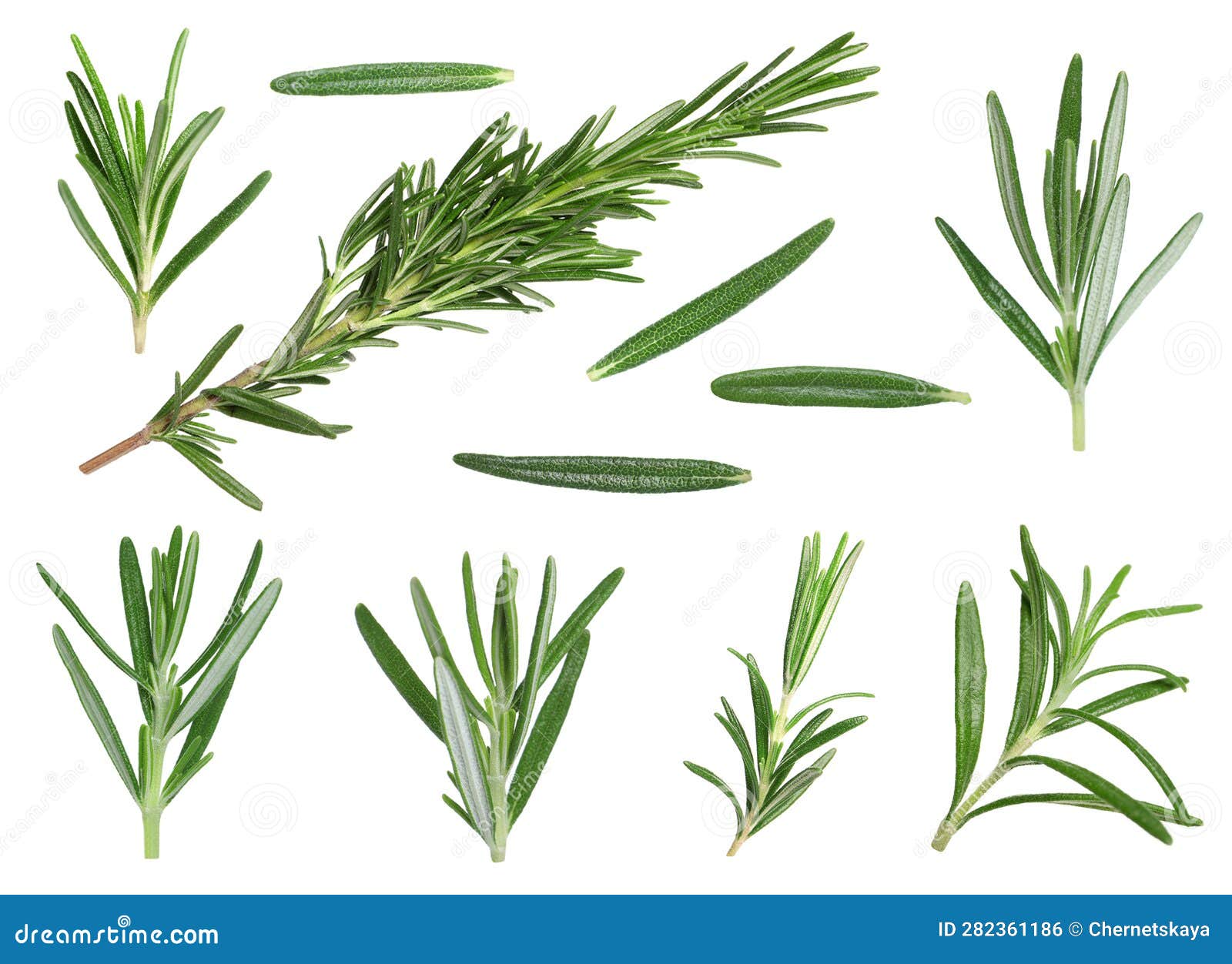 Set with Fresh Rosemary Isolated on White Stock Photo - Image of ...