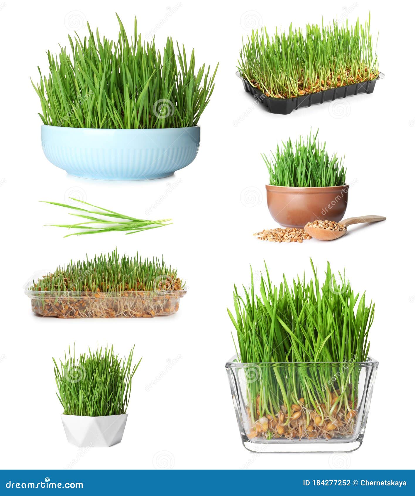 Set with Fresh Wheat Grass on Background Stock Photo - Image of ...