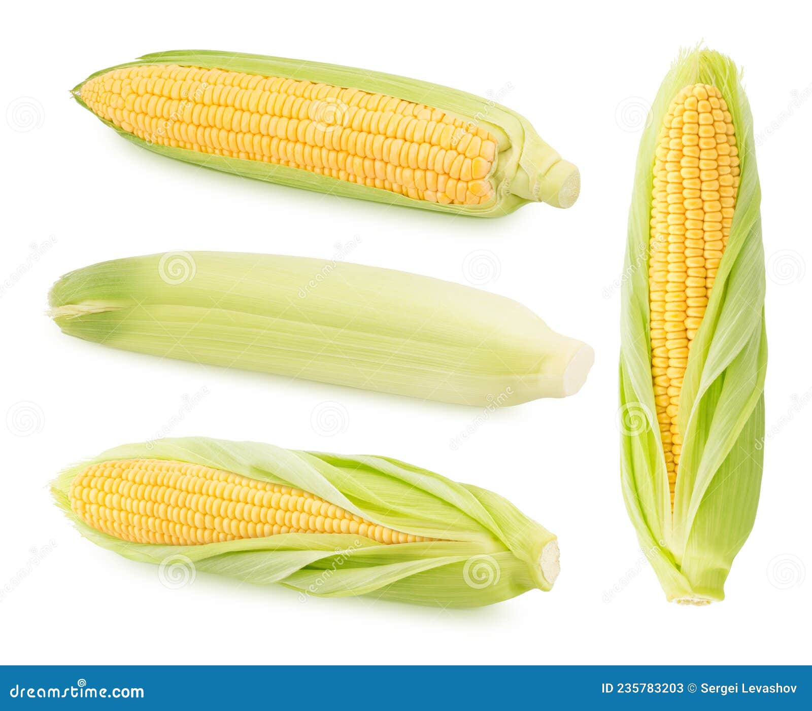Set of Fresh Whole Corn Cobs Isolated on a White Background. Stock ...