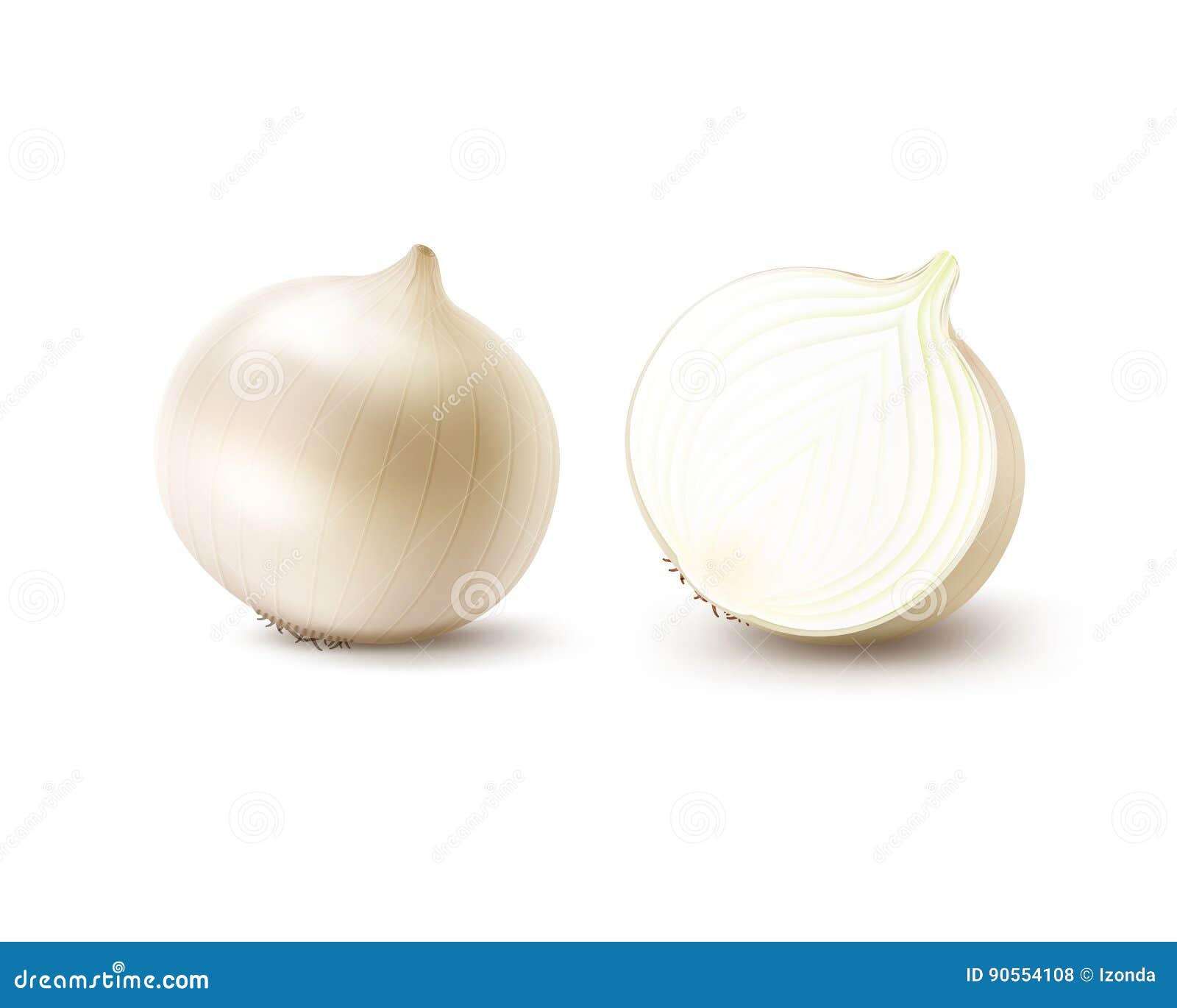 Set of Fresh Whole and Sliced White Onion Bulbs Stock Vector ...