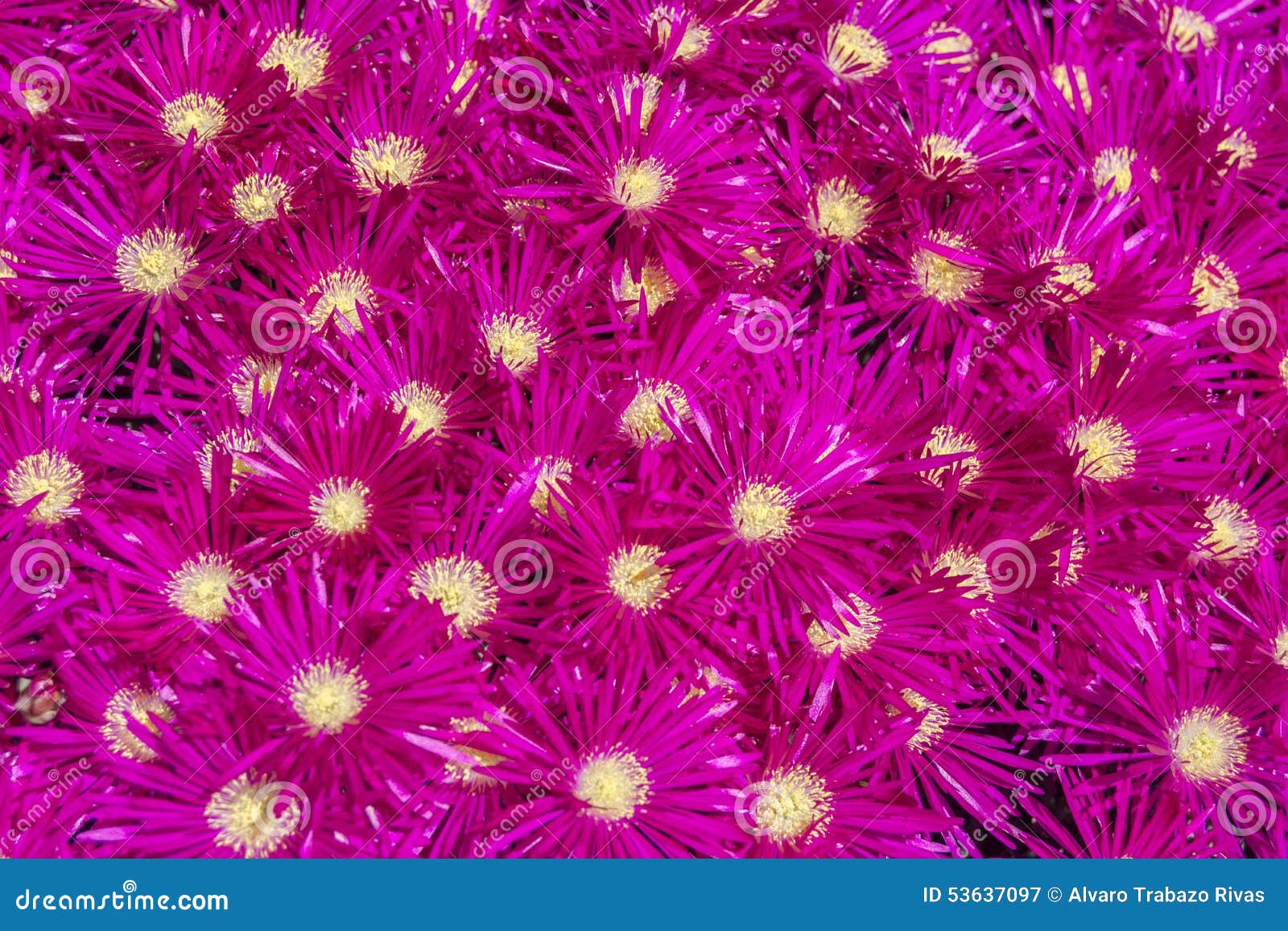 Set of Fuchsia Flowers with Yellow Pistils Stock Image - Image of ...