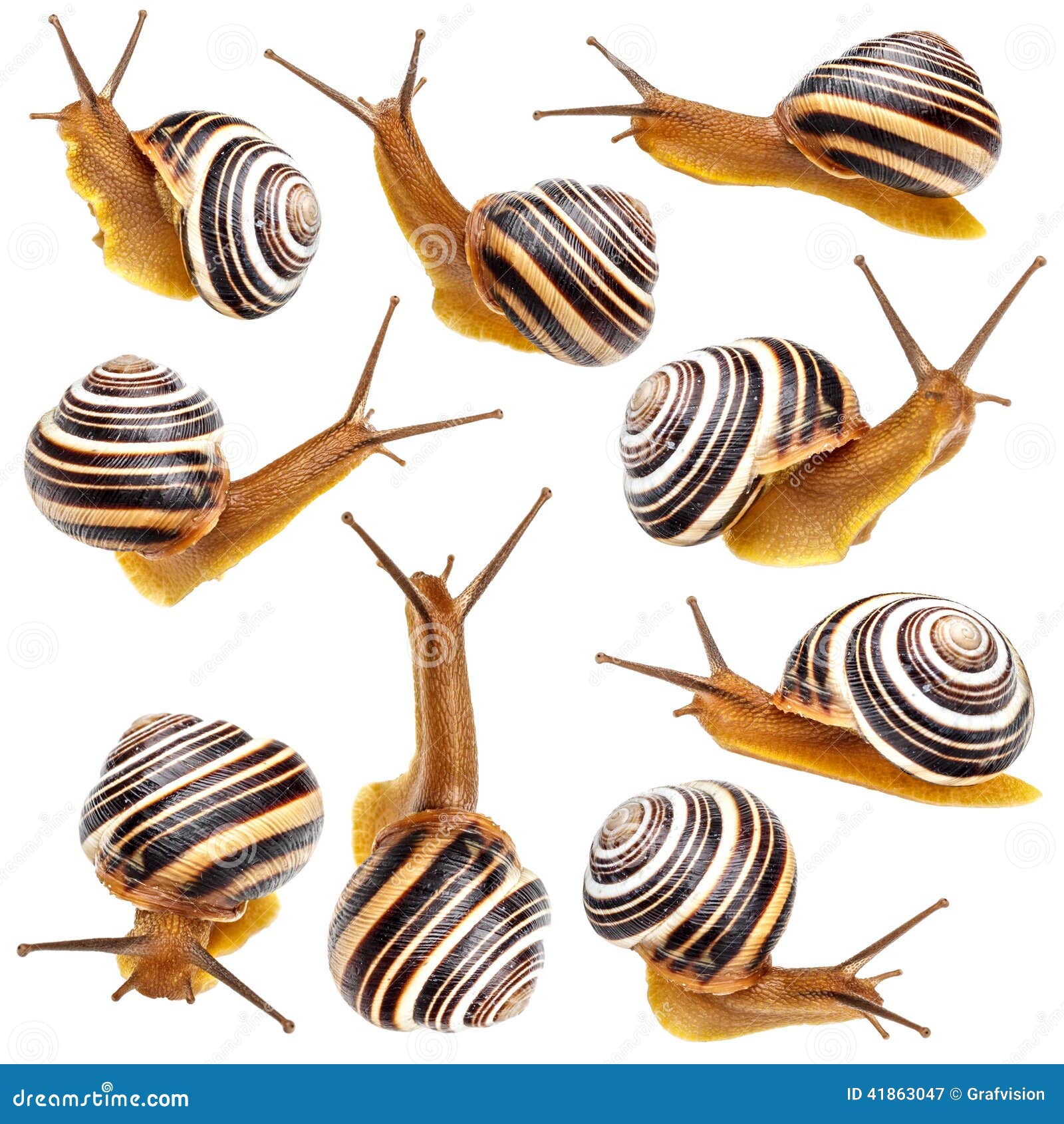 3,056 Snail Set Stock Photos - Free & Royalty-Free Stock Photos from ...