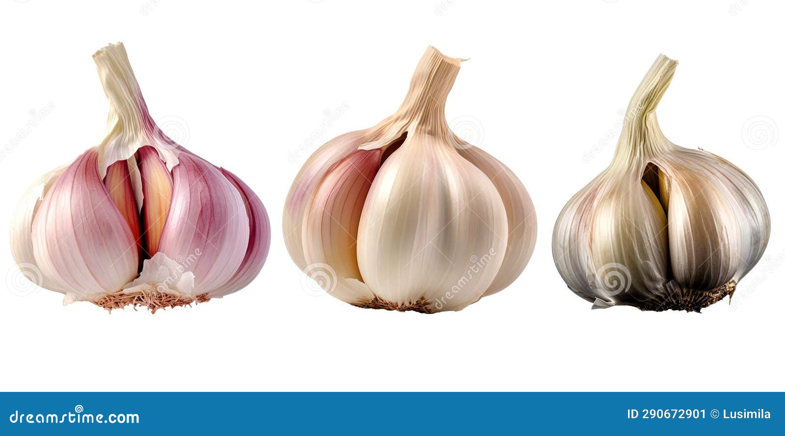 Set of garlic bulb stock image. Image of peel, aromatic - 290672901
