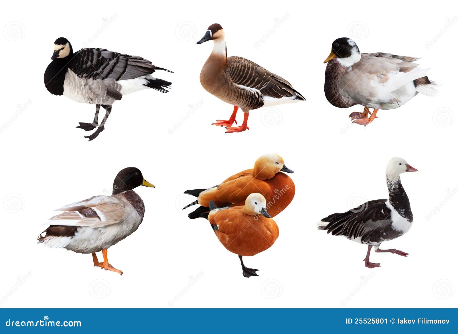 Set of Geese and Ducks. Isolated Over White Stock Image - Image of ...