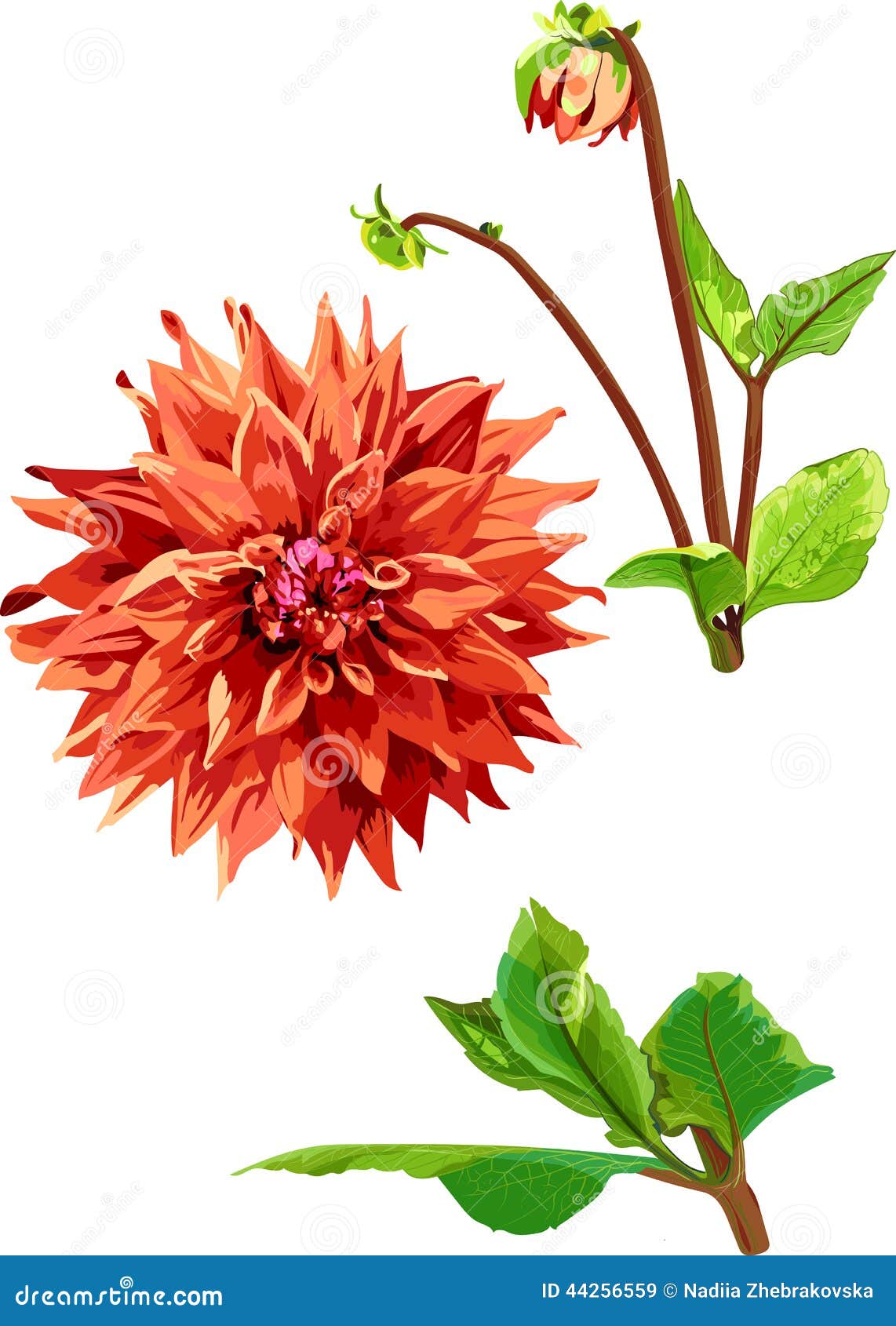 Set of Georgina Flower and Leaves 1 Stock Vector - Illustration of ...