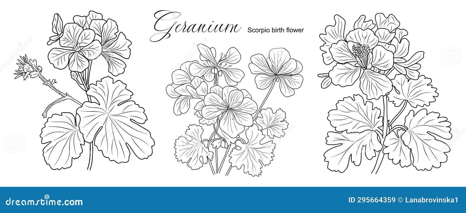 Set of Geranium Flower Line Art Vector Drawing. Stock Vector ...
