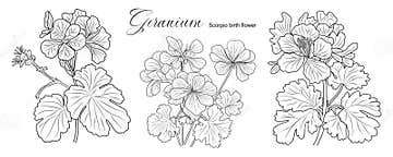 Set of Geranium Flower Line Art Vector Drawing. Stock Vector ...