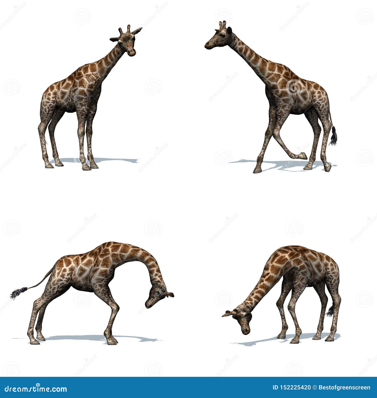 Set of Giraffe in Different Movements with Shadow on the Floor on White ...