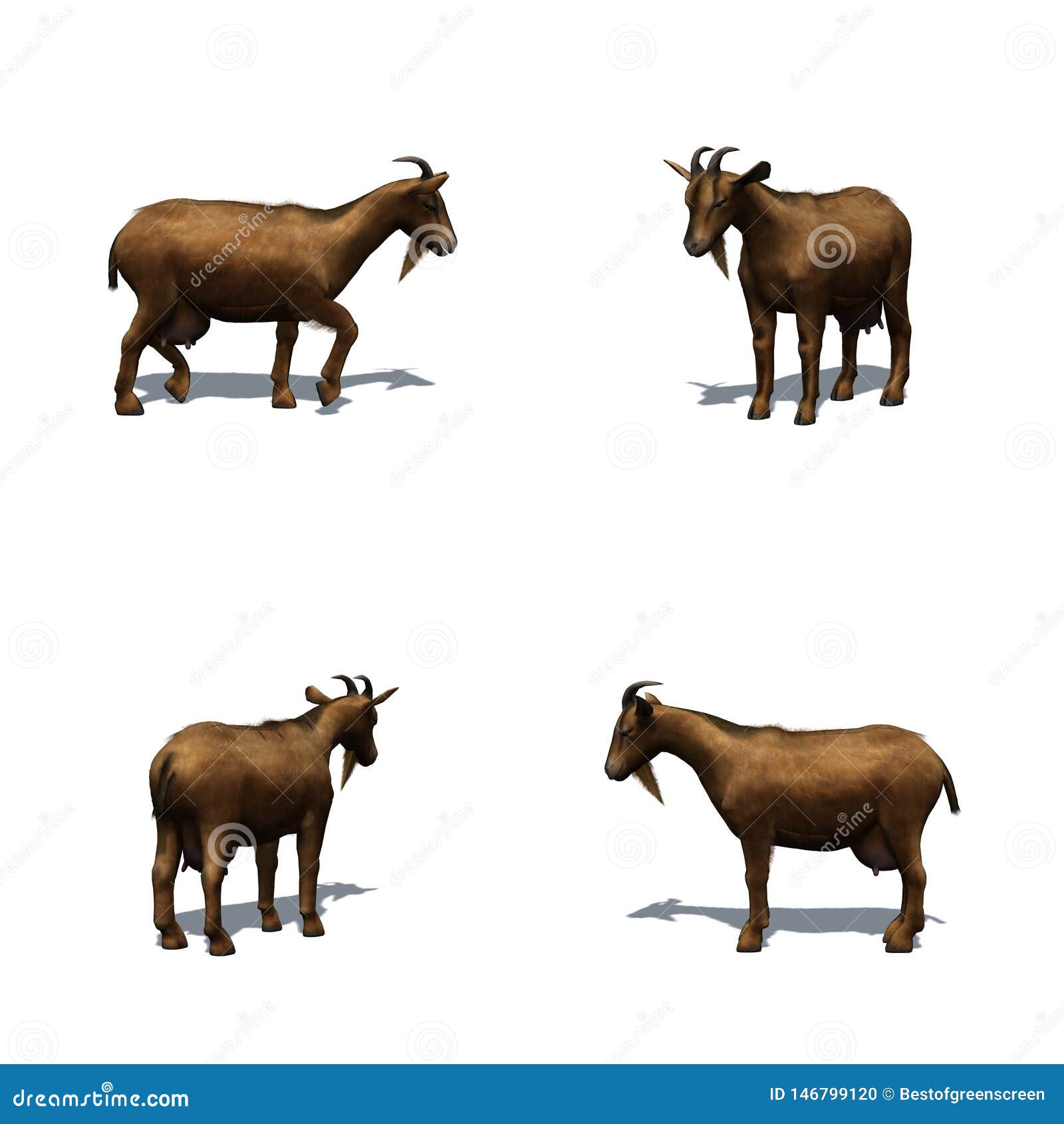 Set of Goat with Shadow on the Floor Stock Illustration - Illustration ...