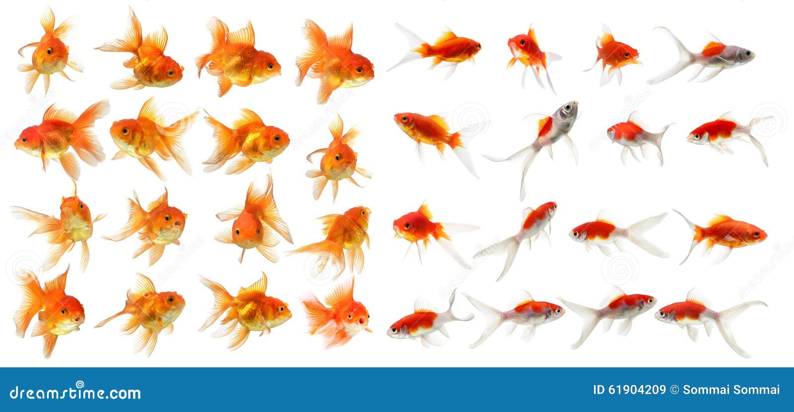 Set of Gold Fish Isolation on White Background Stock Image - Image of ...