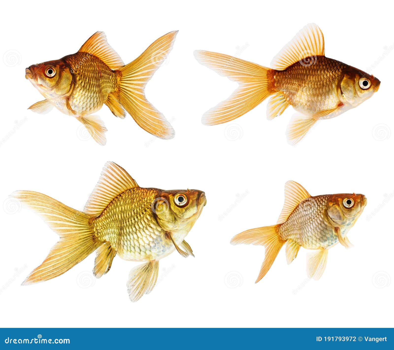 Set of Goldfish on a White Background Stock Photo - Image of carefree ...