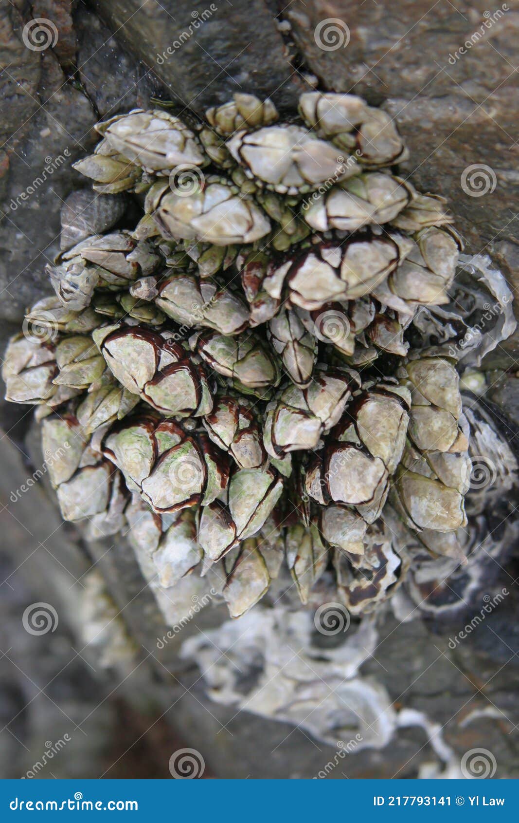 A Set of Goose Barnacles and Mussels at Rocks in Galician Coast Stock ...