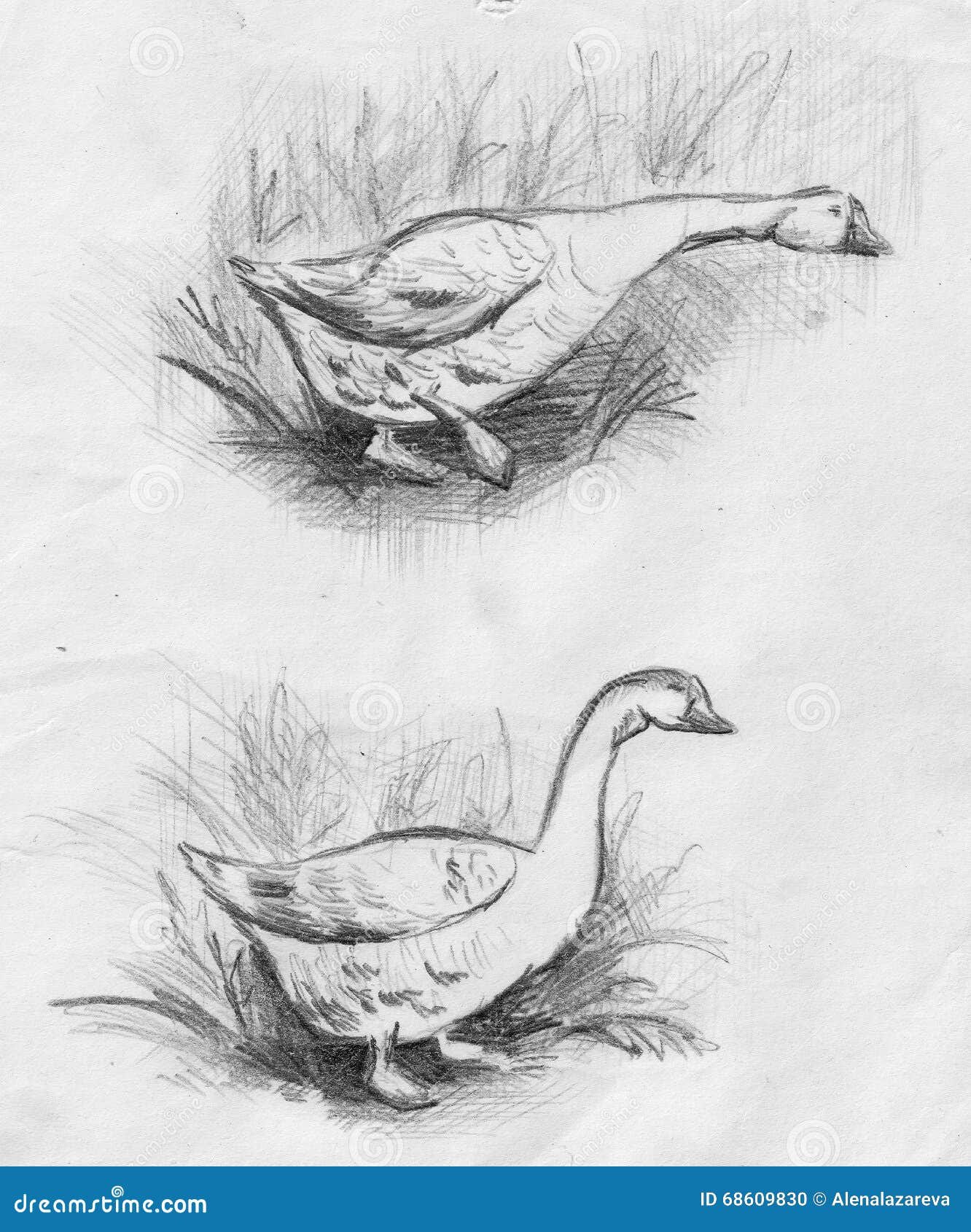 Set Goose Hand Painted Illustration . Pencil Drawing Royalty-Free Stock ...