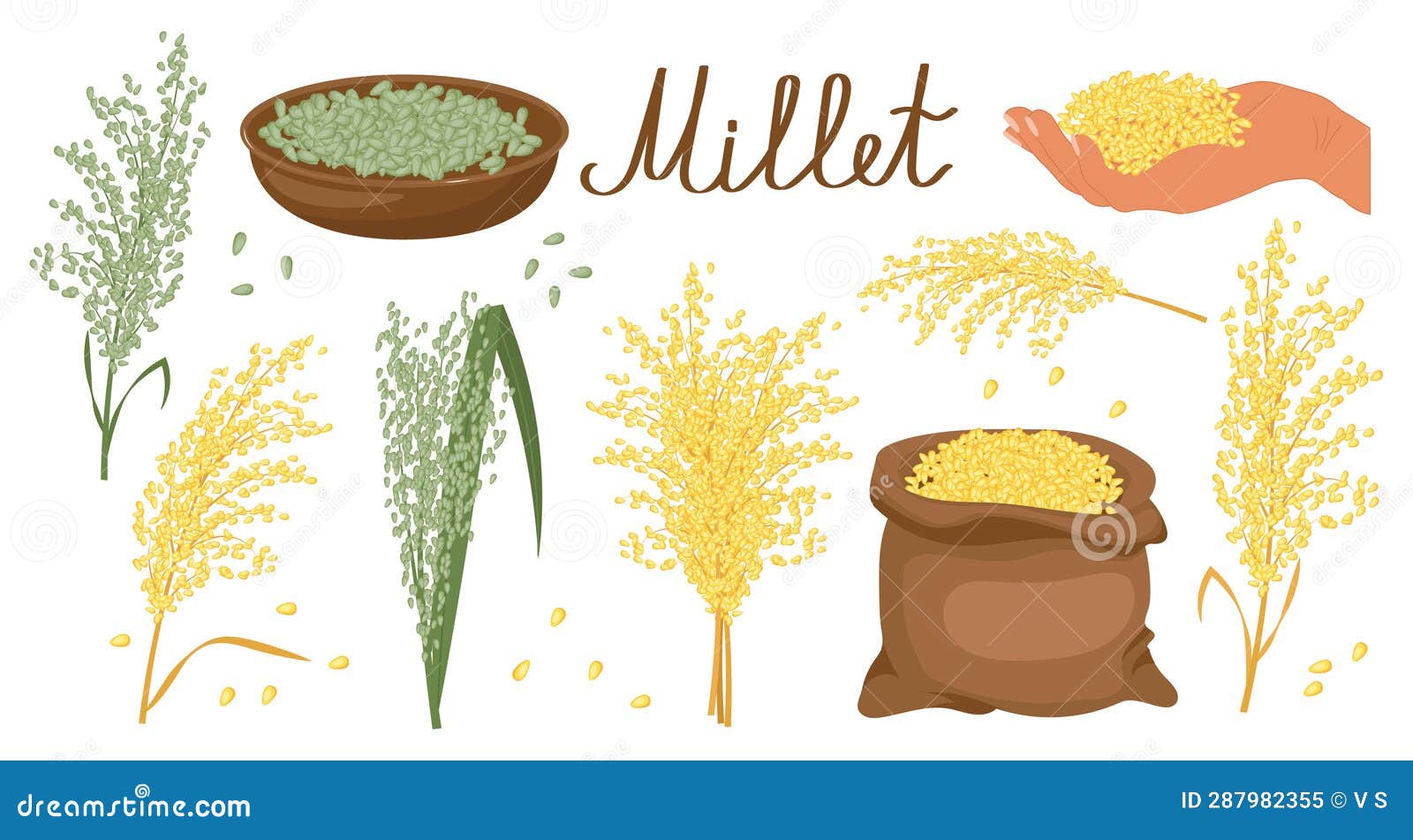 A Set of Grains and Spikelets of Millet. Millet Plant, Millet Grains in ...