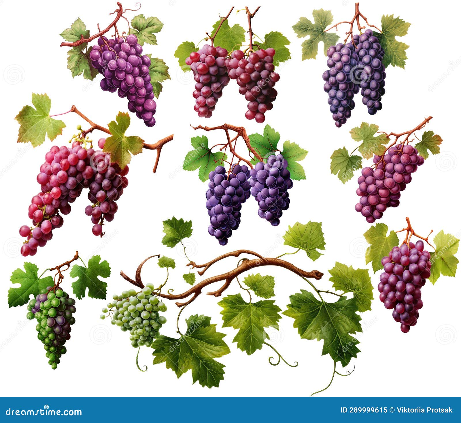 Set of Grape Bunches with Leaves, Isolated Stock Illustration ...