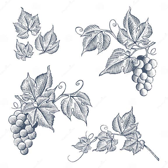 A Set of Grapevine with Fruit and Leaves Stock Vector - Illustration of ...