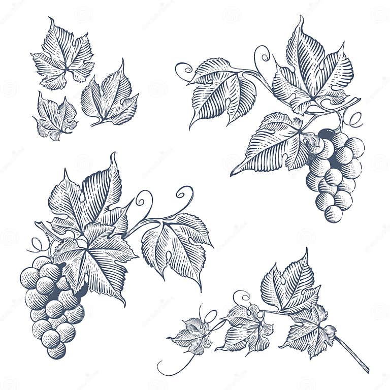 A Set of Grapevine with Fruit and Leaves Stock Vector - Illustration of ...