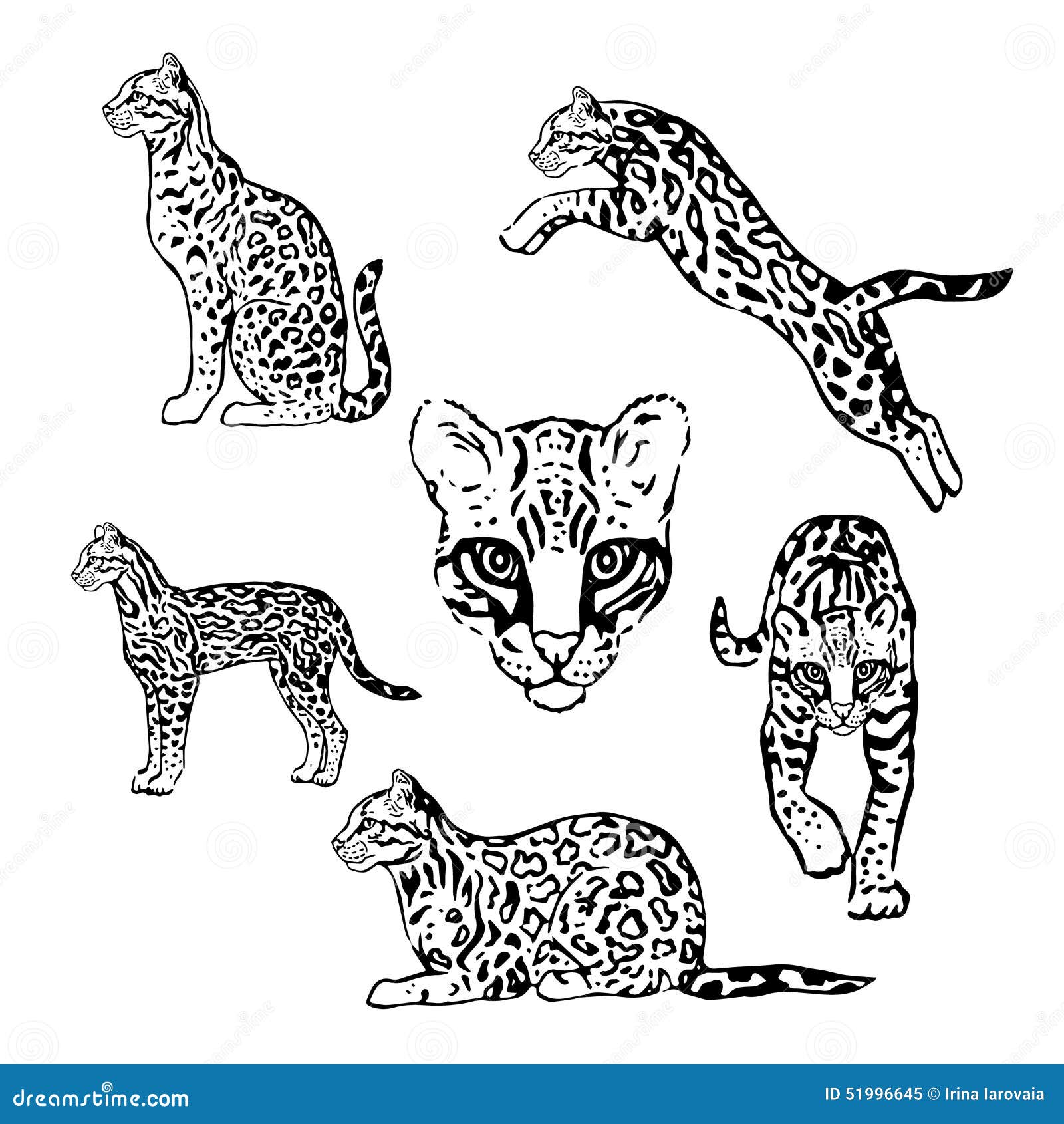 Set of graphic ocelot stock vector. Illustration of ocelot - 51996645
