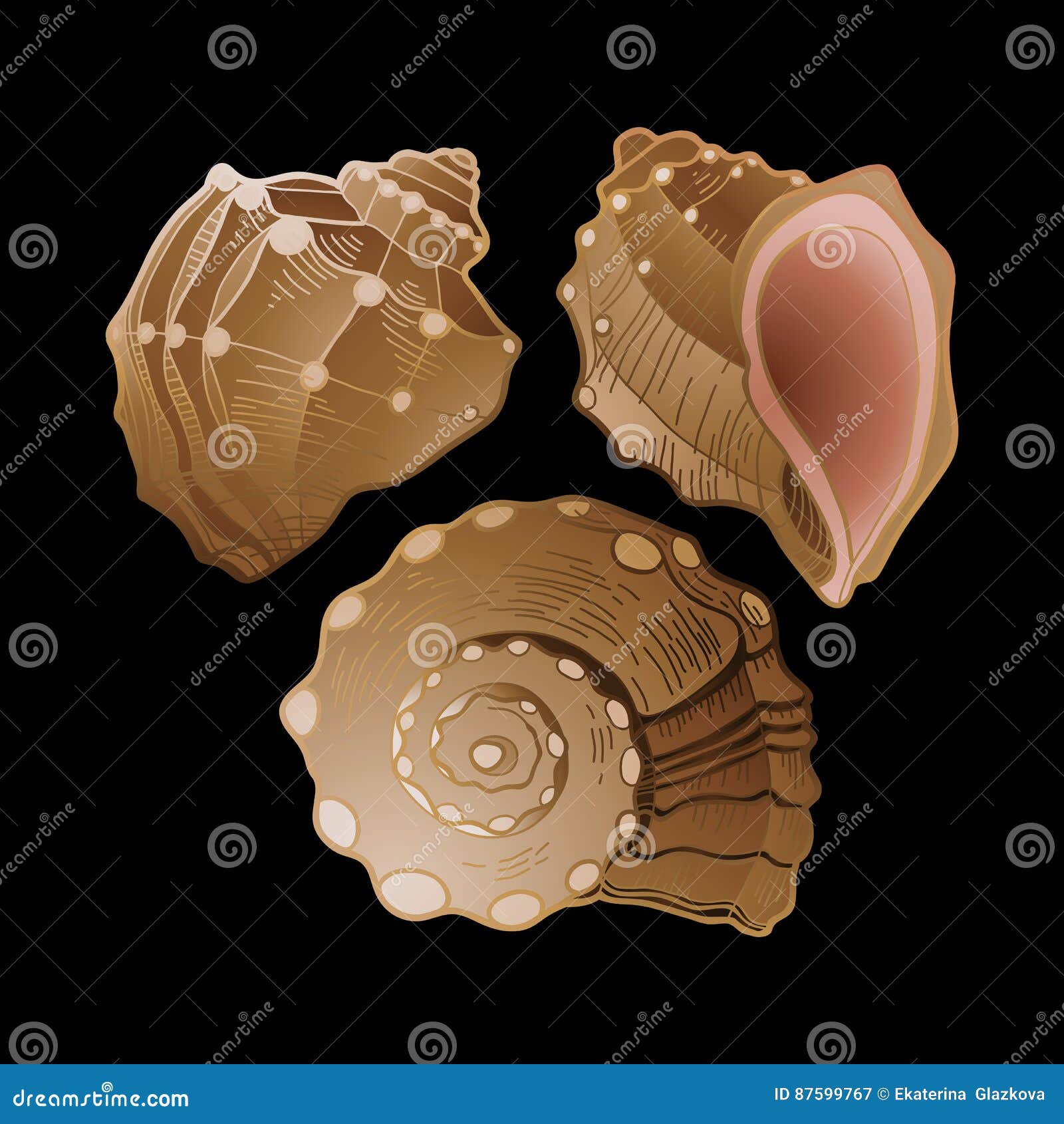 Set of graphic seashells stock vector. Illustration of graphic - 87599767
