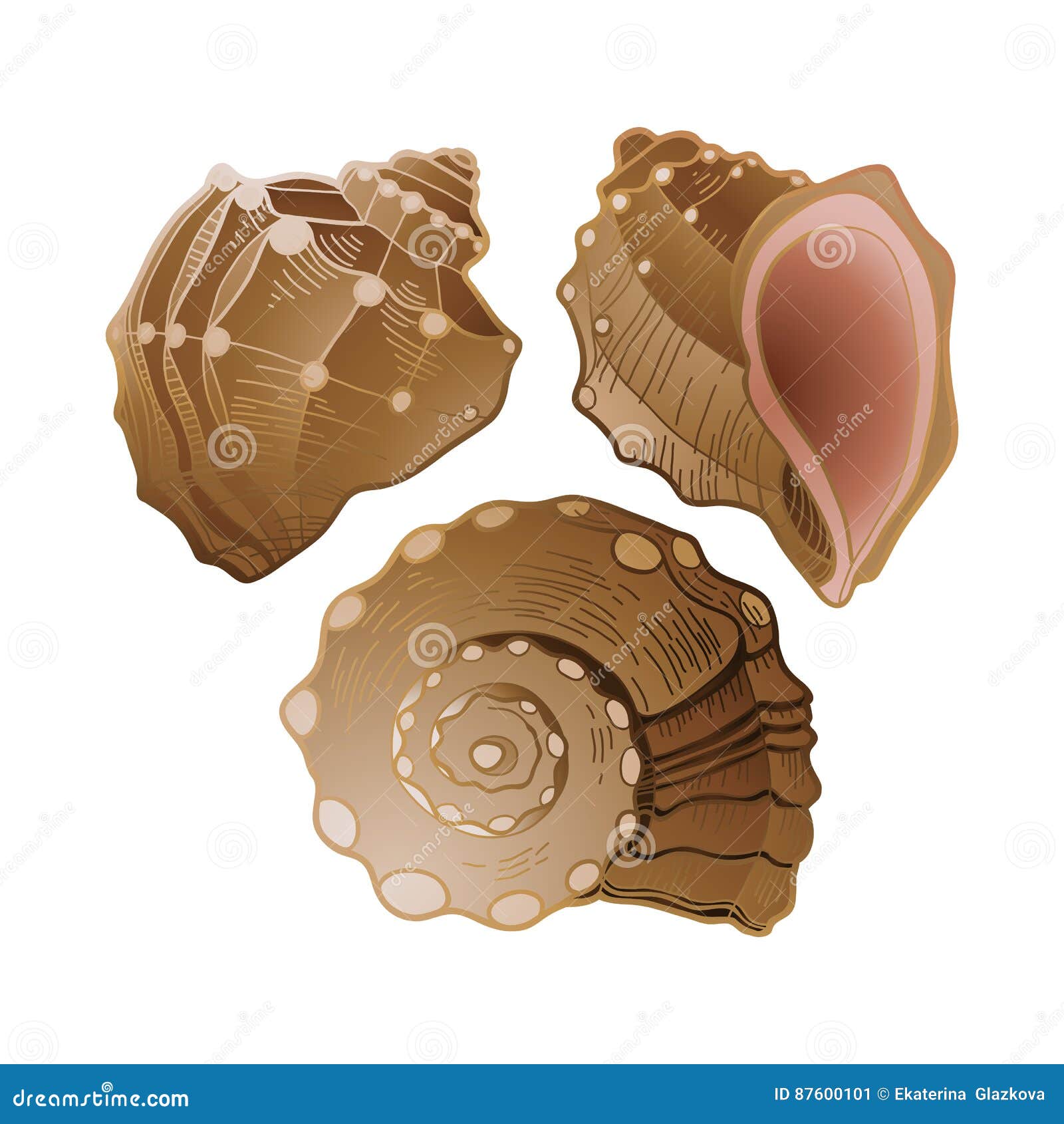 Set of graphic seashells stock vector. Illustration of graphic - 87600101