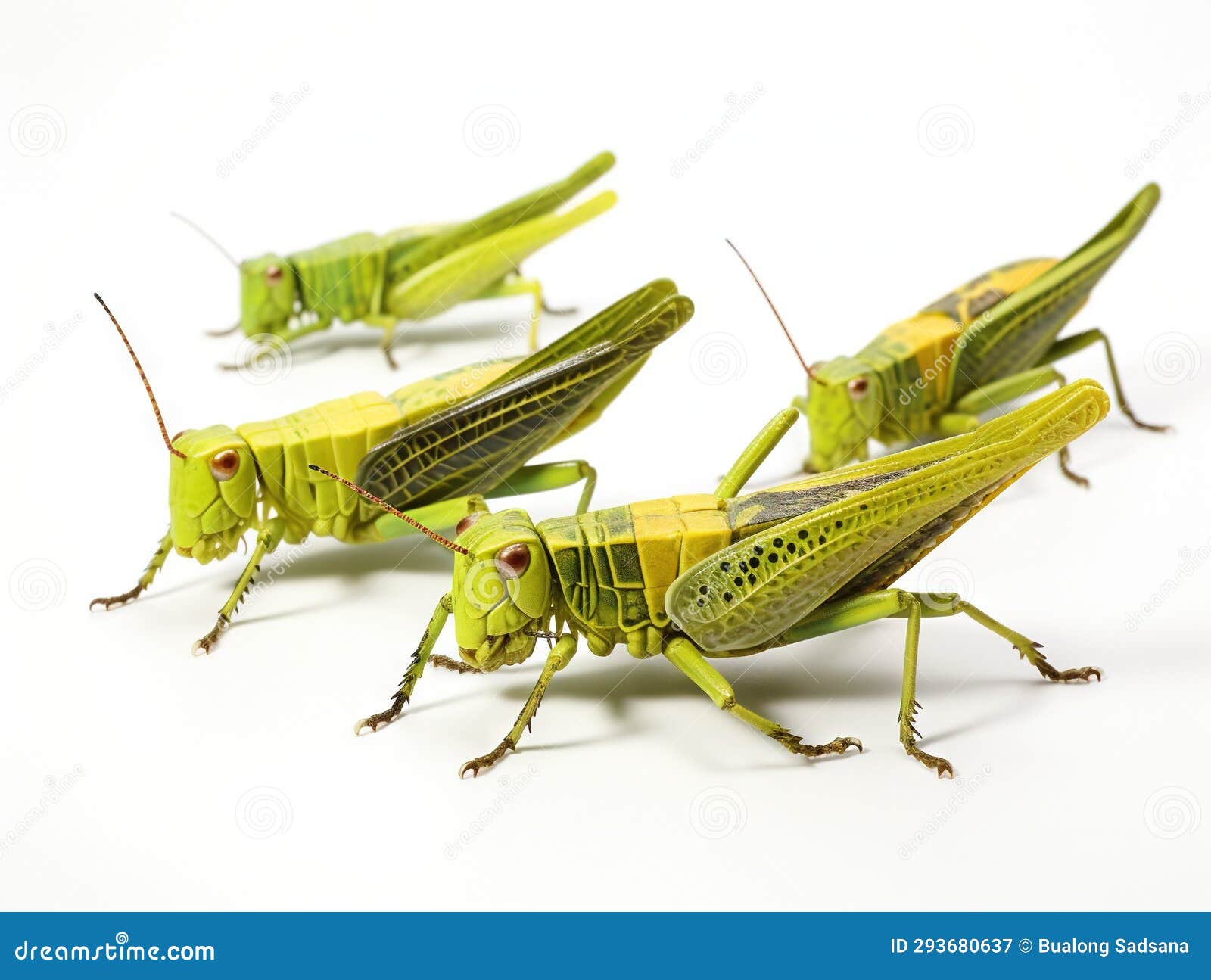 Set Grasshoppers Isolated On White Background Royalty Free Cartoon 293680637