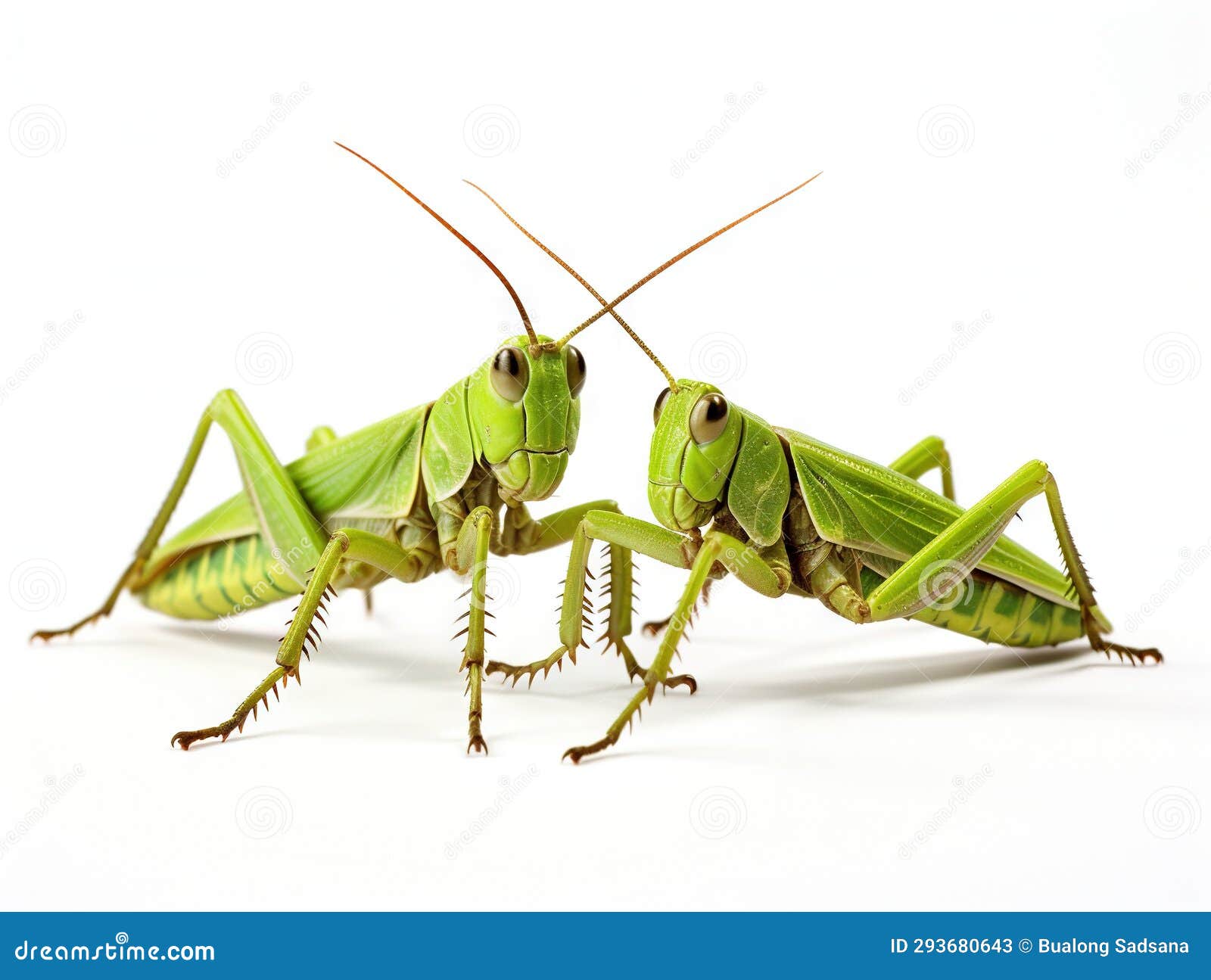 Set Grasshoppers Isolated On White Background Royalty Free Illustration