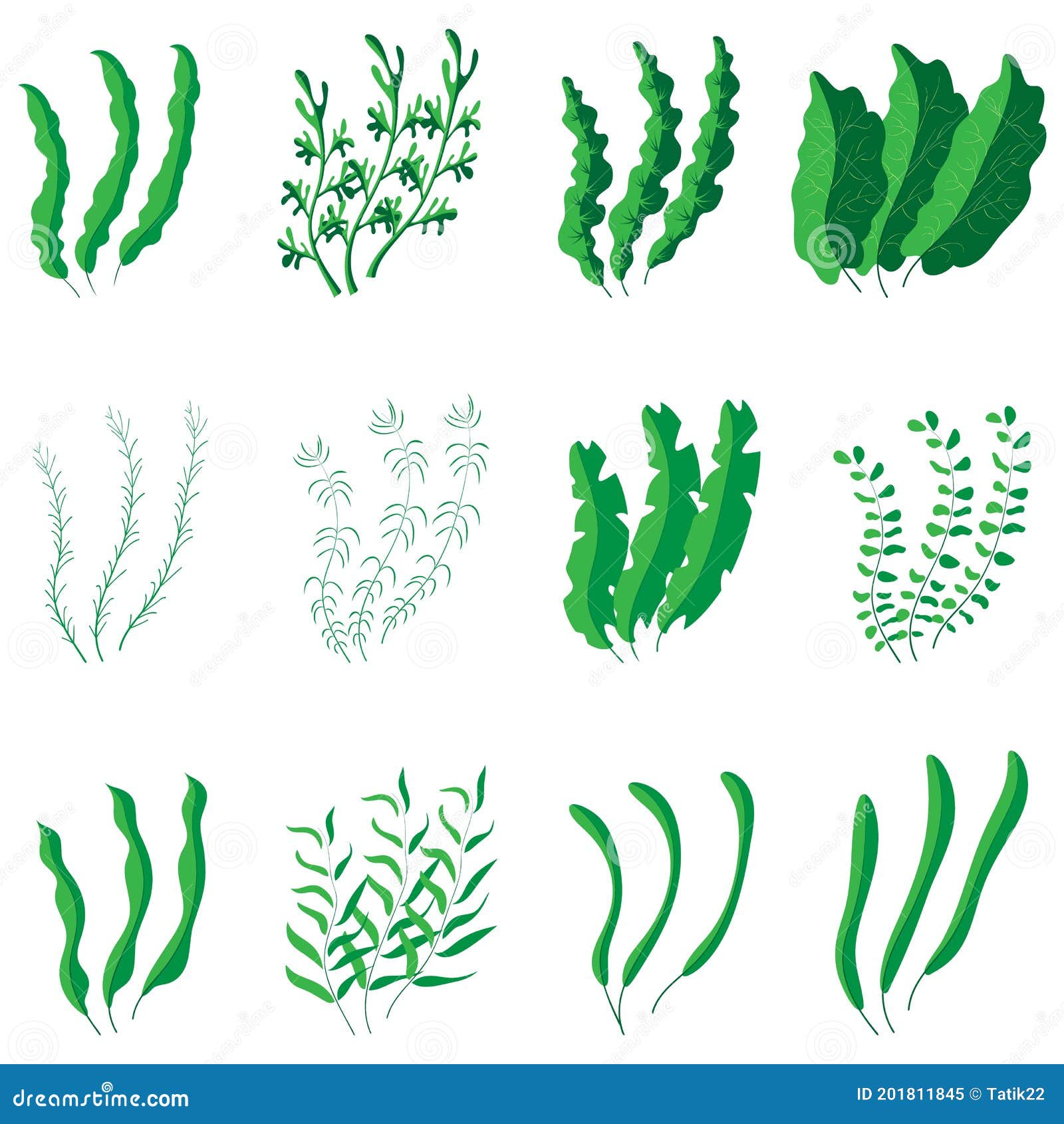 Set of green algae stock vector. Illustration of aquatic - 201811845