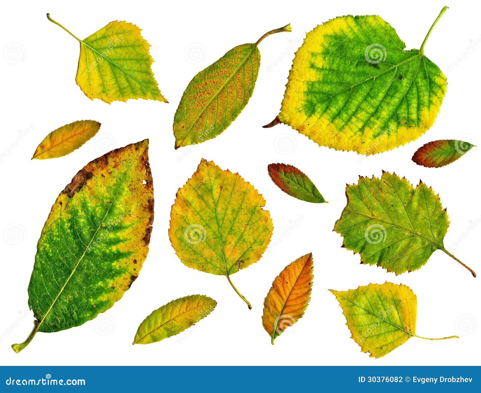 Set of Green Autumn Leaves Isolated Stock Photo - Image of organic ...