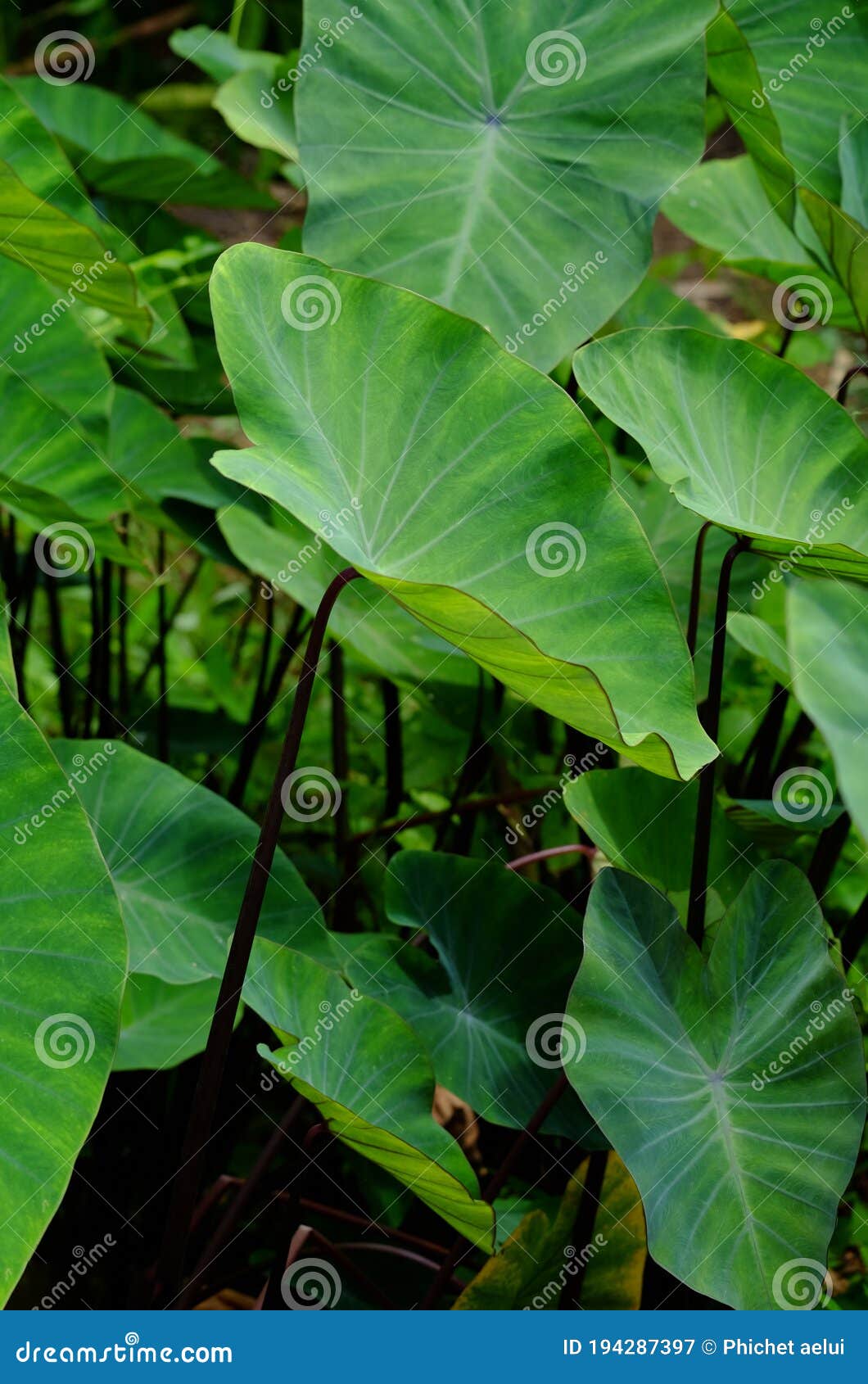 Set of Green Bon Leaves in Vegetable Garden with Soft Background. Stock ...