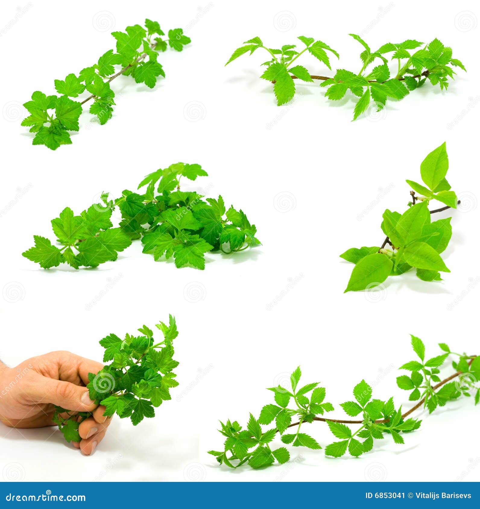 Set of green branches stock image. Image of fresh, clear - 6853041