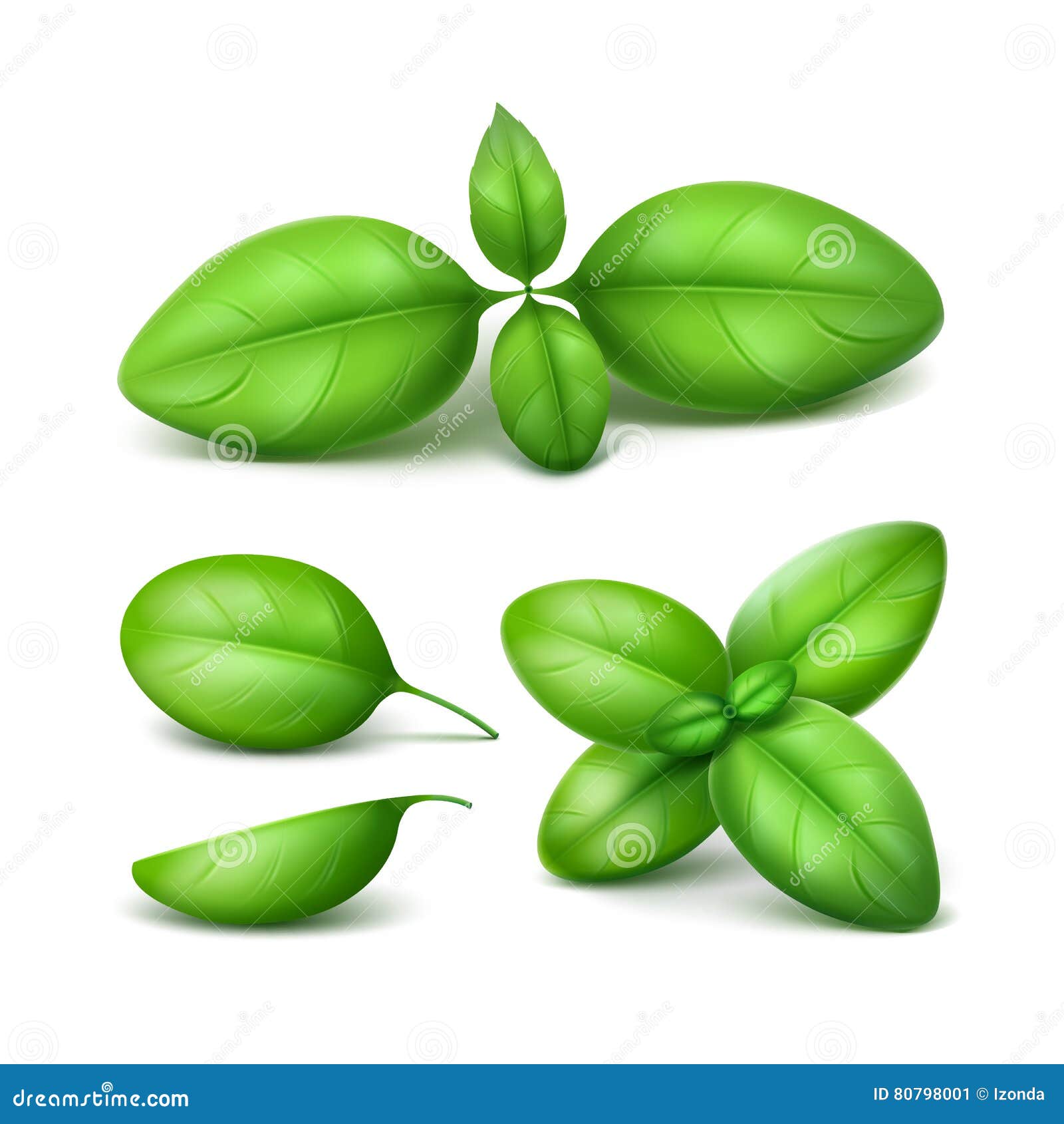 Set Of Basil Leaves. Different Types Of Basil. Vector Illustration ... Set Of Basil Leaves. Different Types Of Basil. Vector Illustration ...