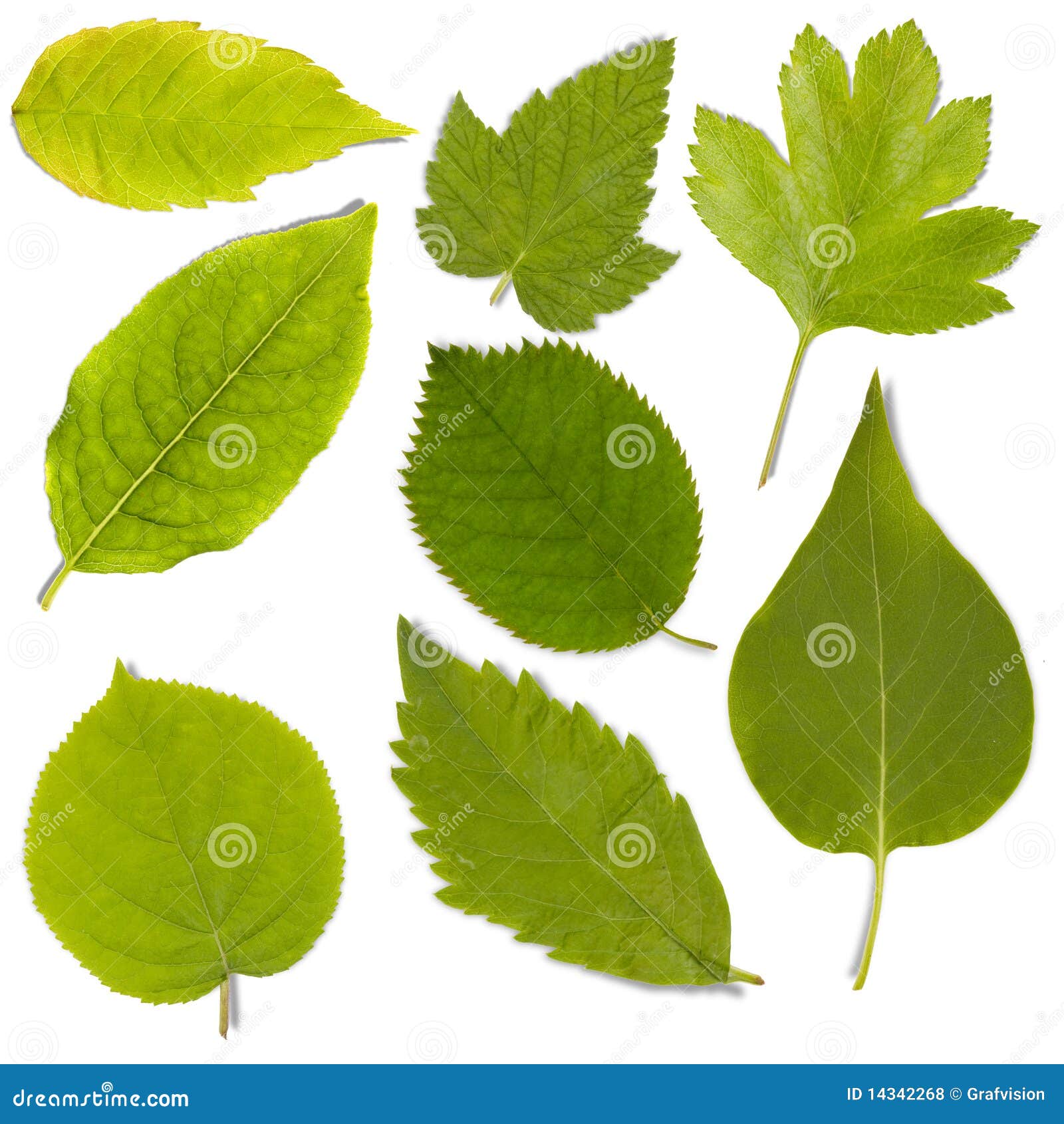 Set of green leaf stock photo. Image of foliage, healthy - 14342268