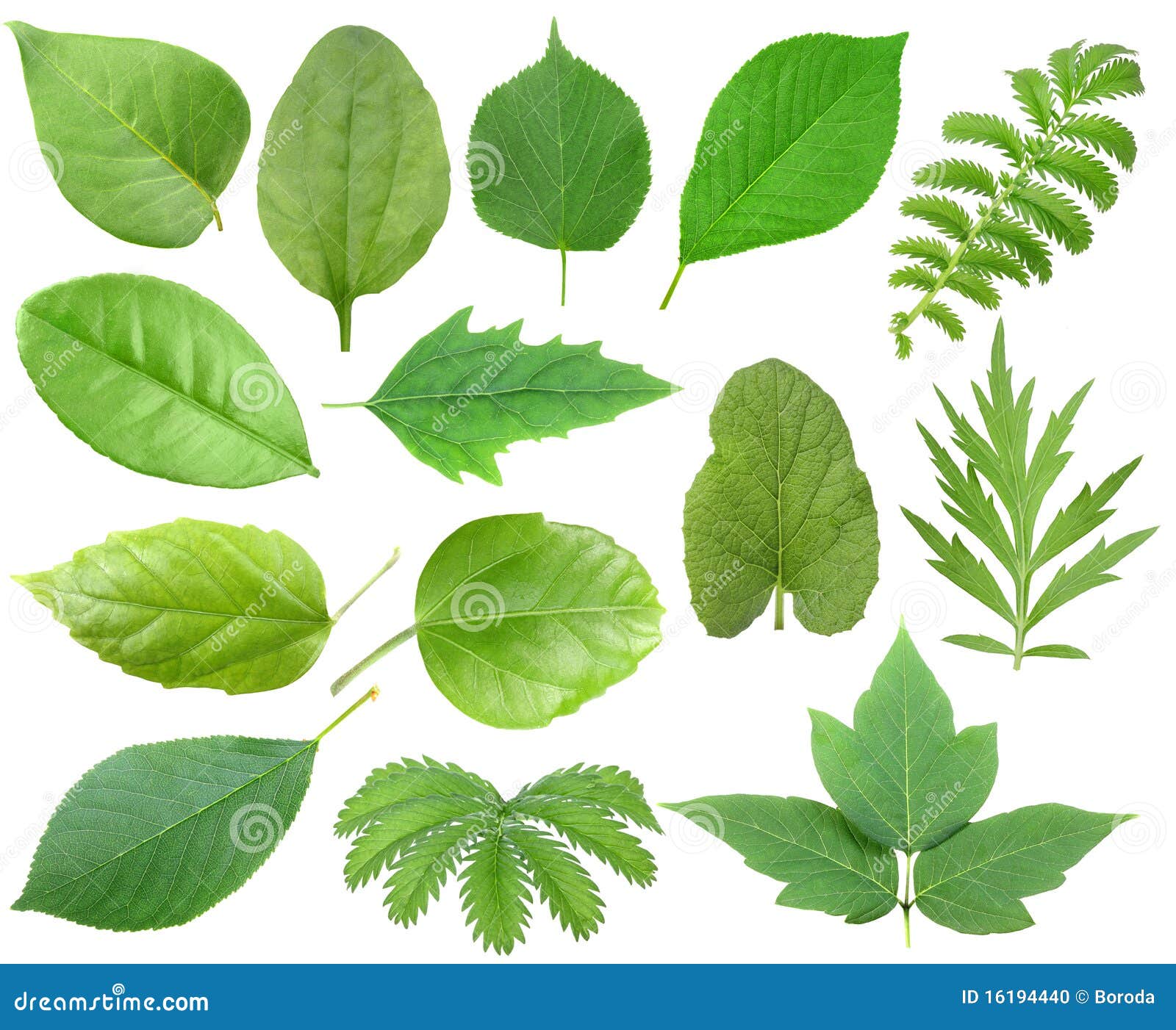 Set of green leaf stock photo. Image of green, beautiful - 16194440