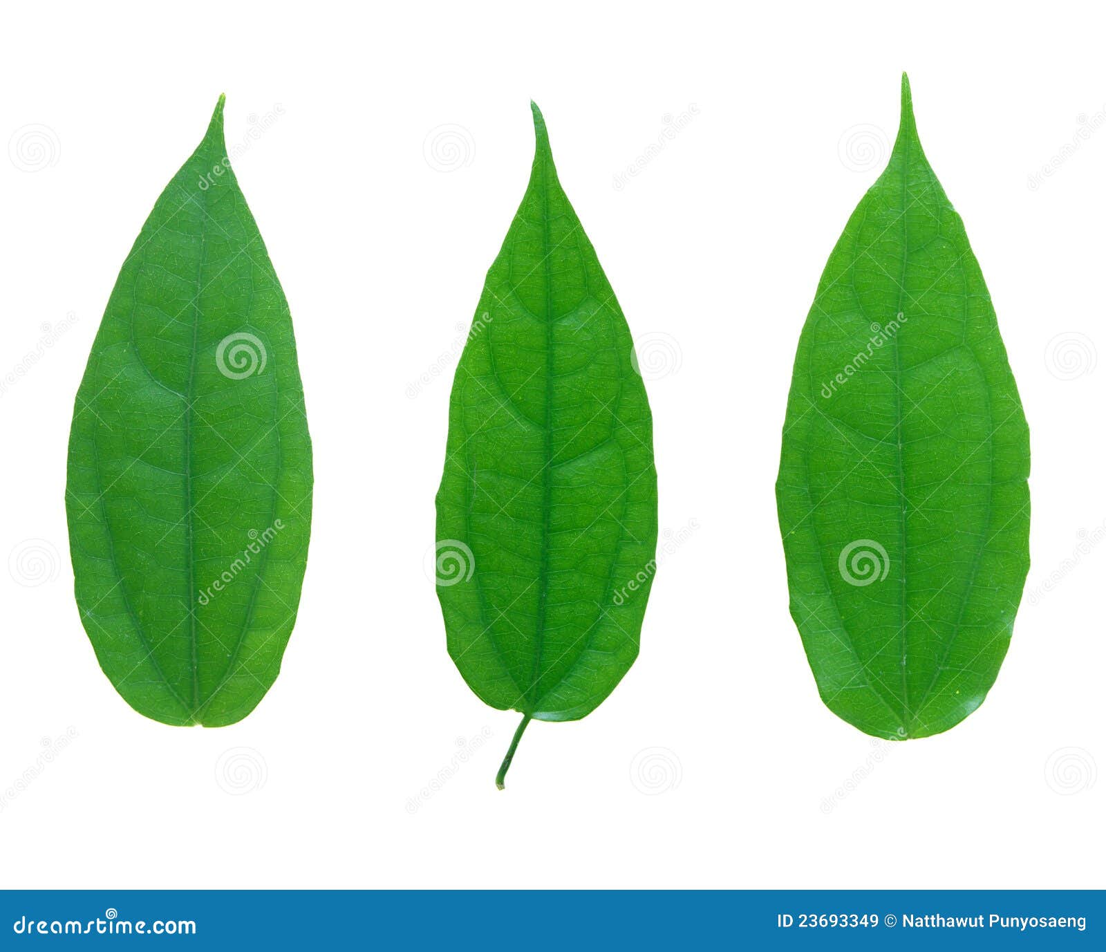 Set of green leaf isolated stock image. Image of botanical - 23693349