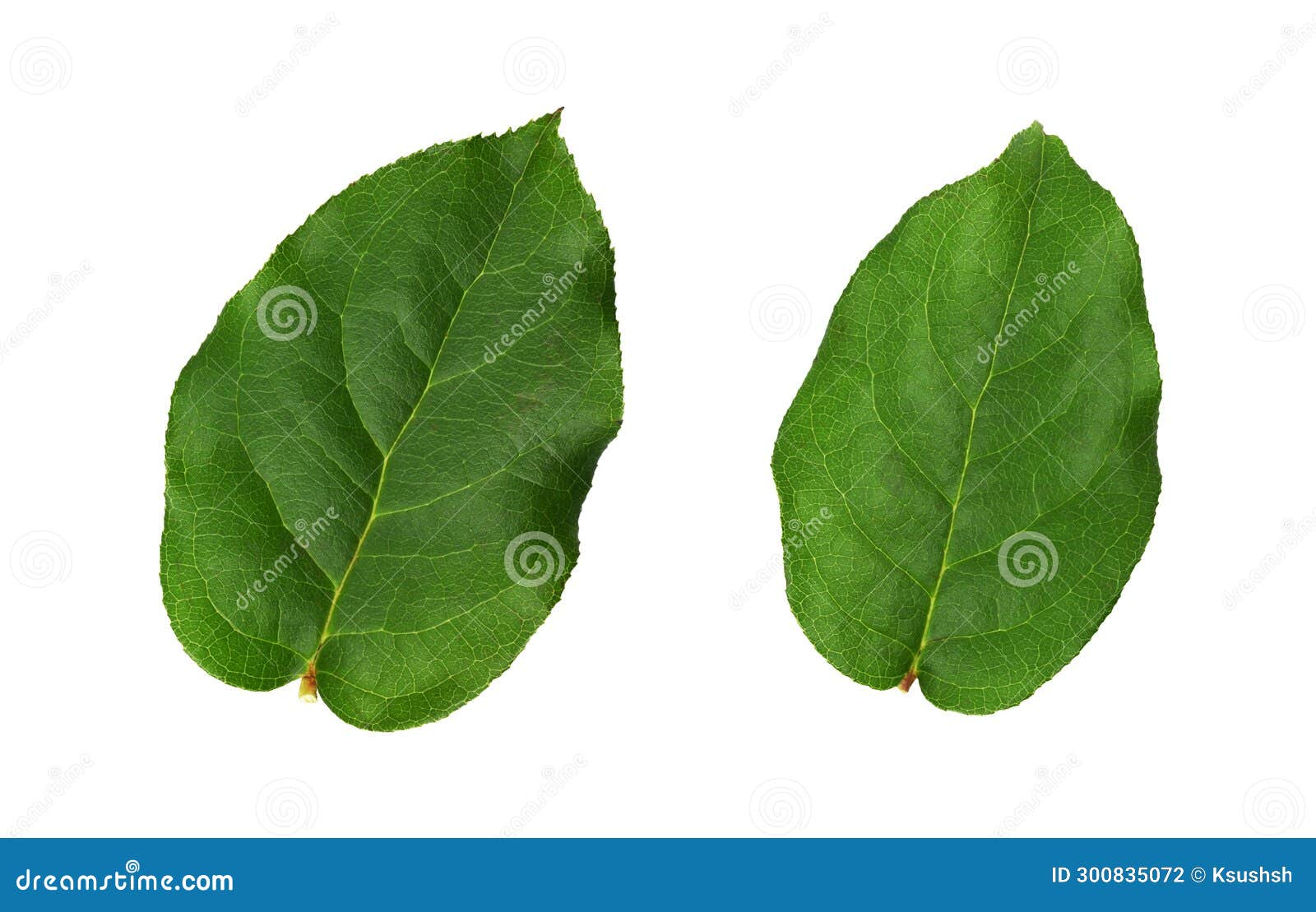 Set of Green Leaves Isolated Stock Photo - Image of environment, green ...